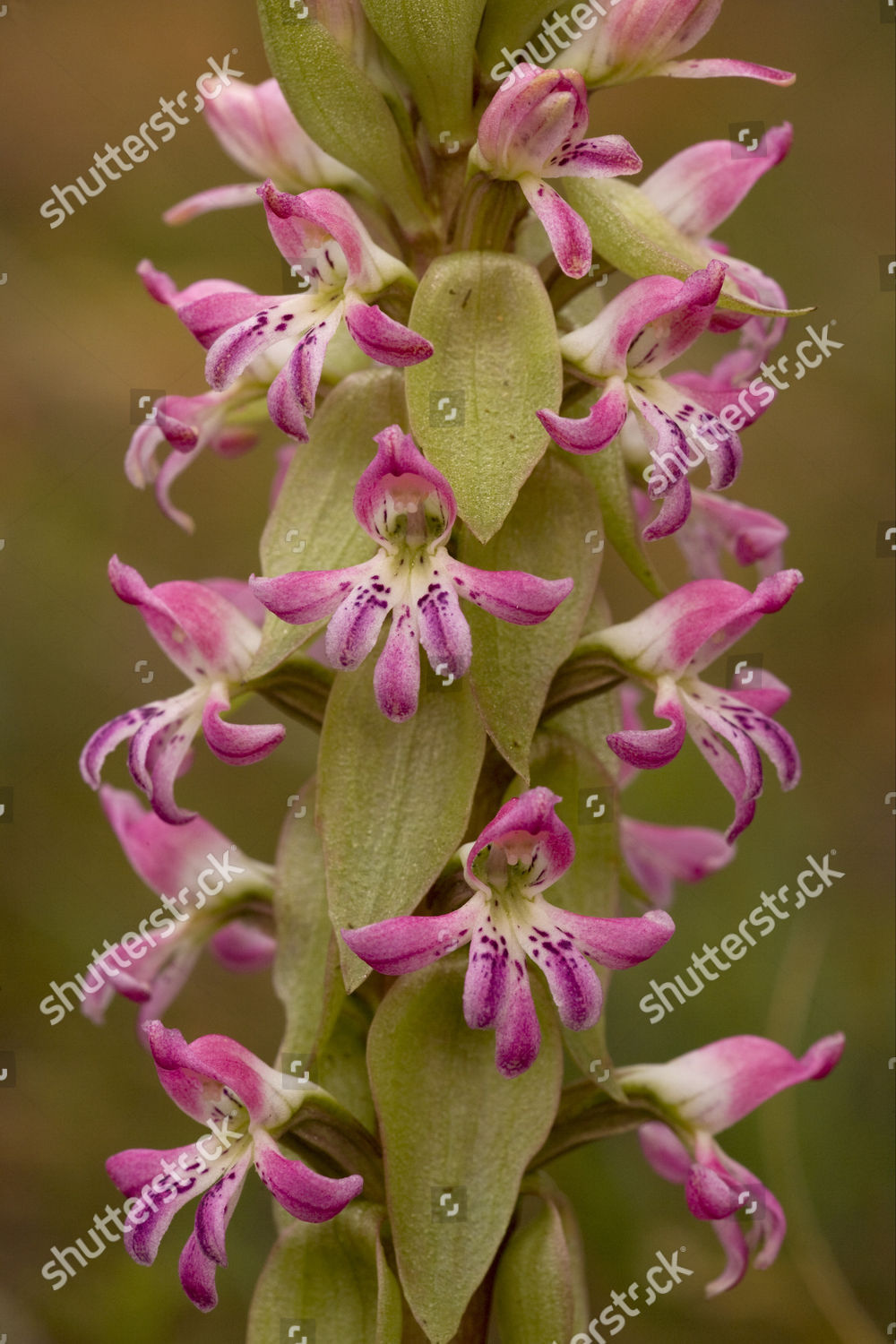 Satyrium Orchid Satyrium Erectum Flowers Namaqualand Editorial Stock ...