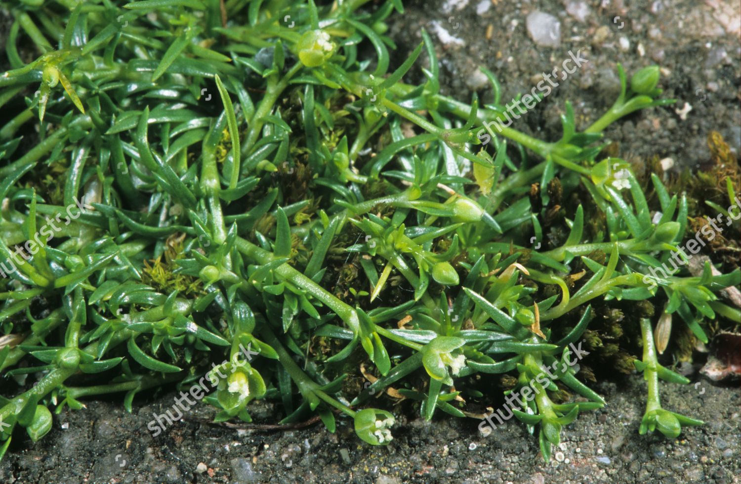 Procumbent Pearlwort Sagina Procumbens Flowering Common Editorial Stock ...