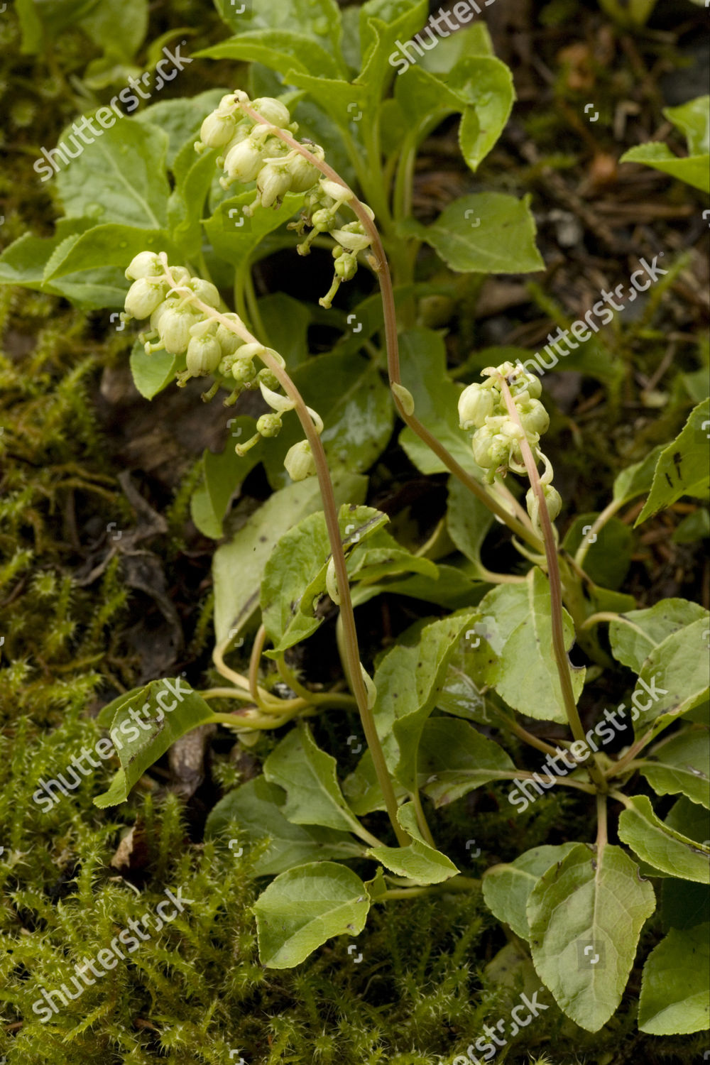 Serrated Wintergreen Orthilia Secunda Flowering Growing Editorial Stock ...