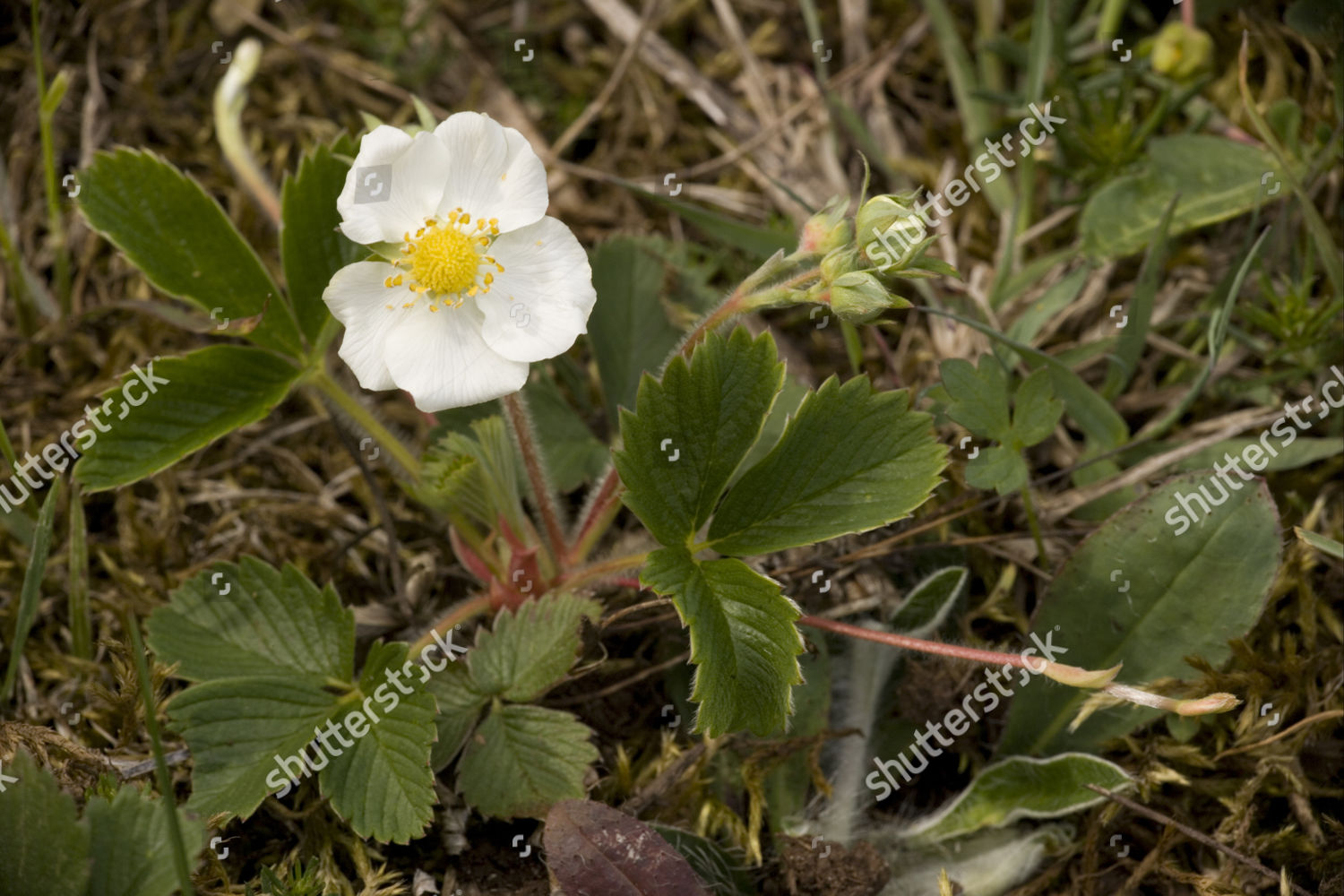 Musk Strawberry Fragaria Moschata Flowering Sweden Editorial Stock ...
