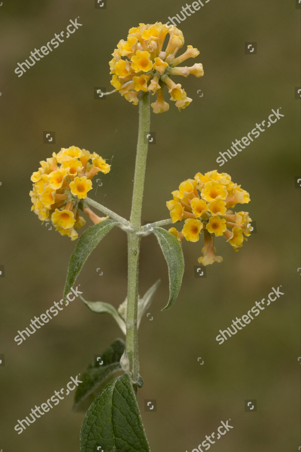 Golden Globe Buddleia Buddleja Globosa Flowers Editorial Stock Photo ...