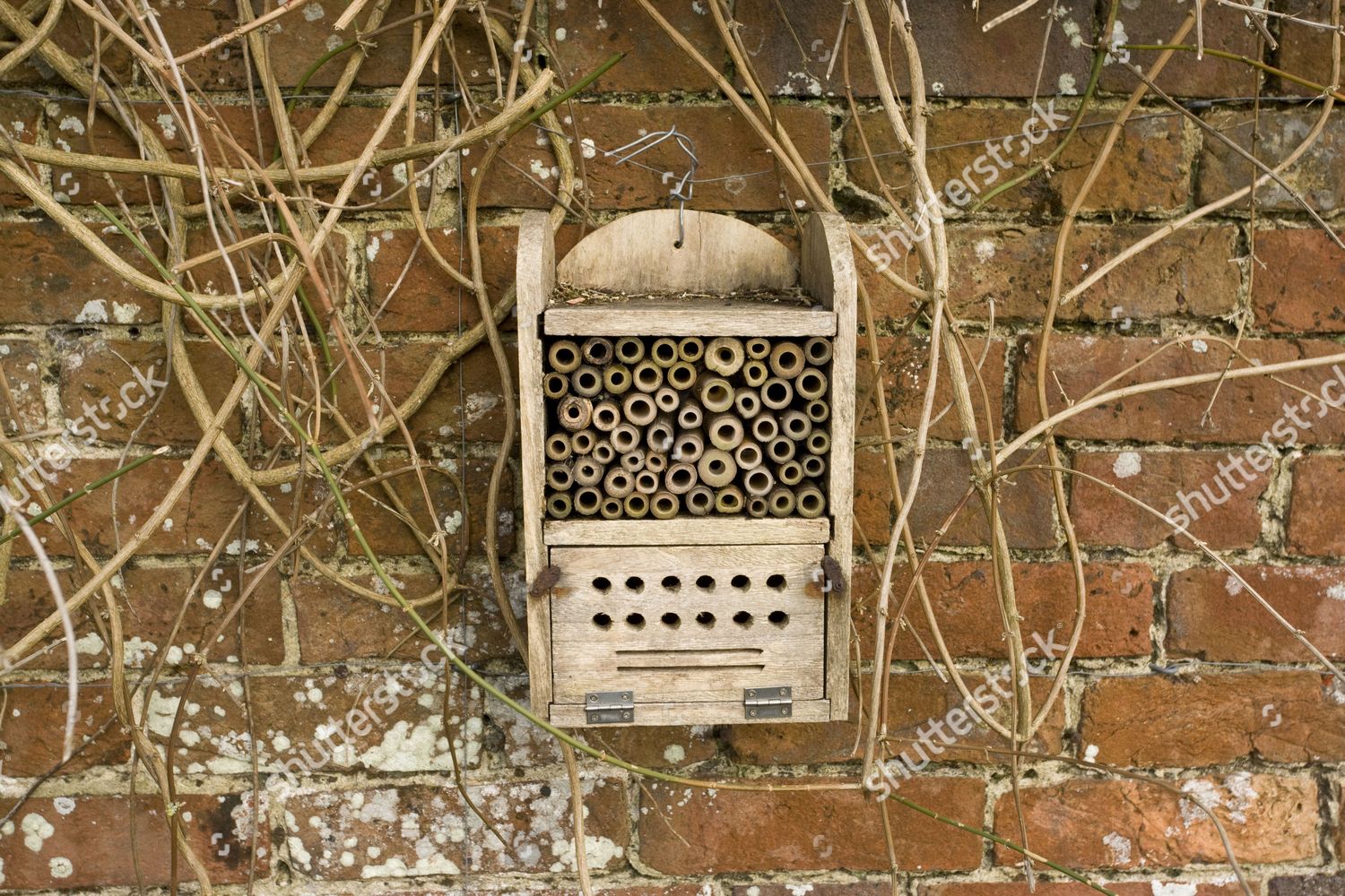 Insect Shelter Box Attracting Solitary Bees Editorial Stock Photo ...