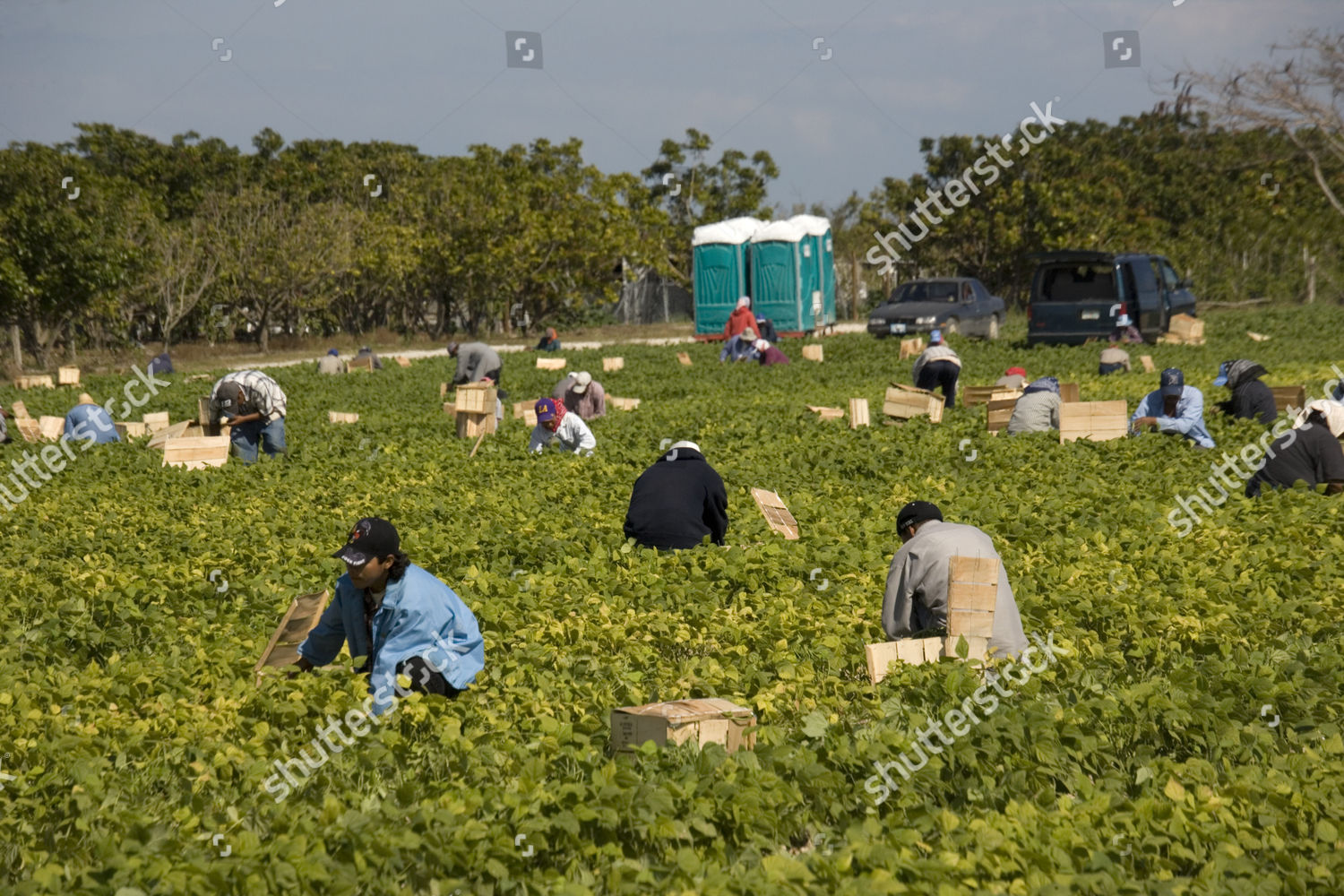 Workers Mainly Migrant Mexican Picking Field Editorial Stock Photo ...