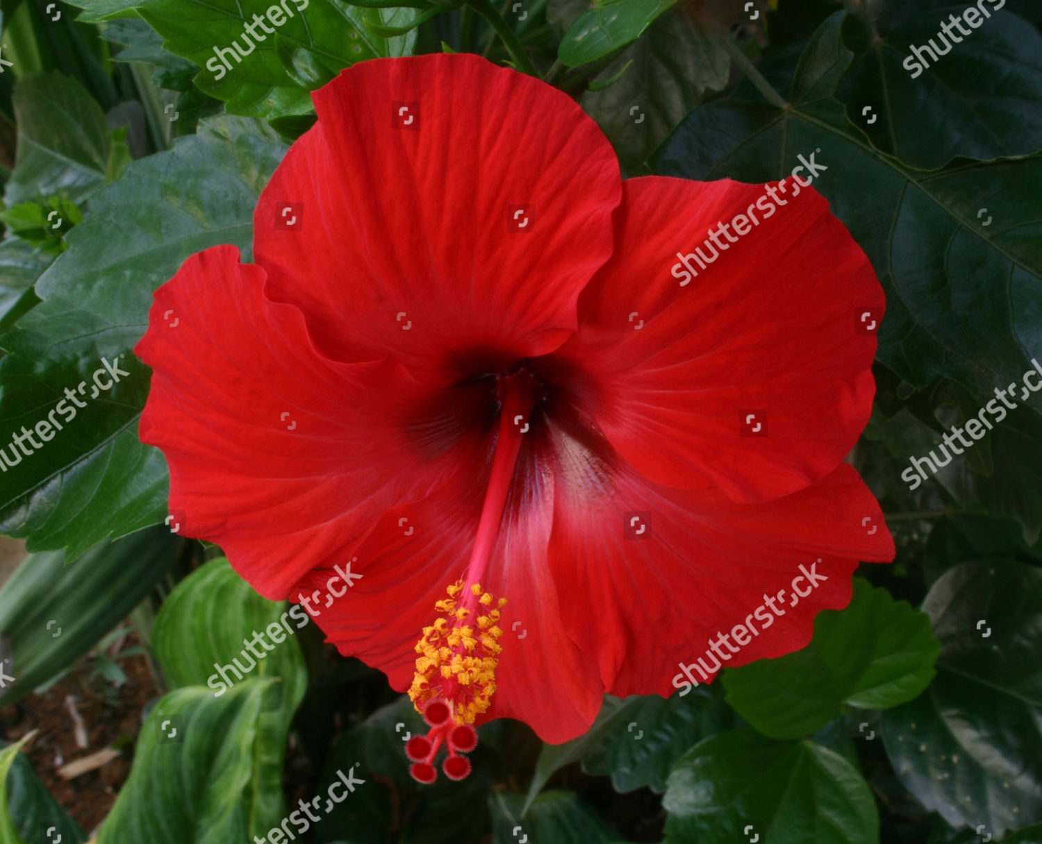 Hibiscus Red Flower Philippines Southeast Asia Editorial Stock Photo ...