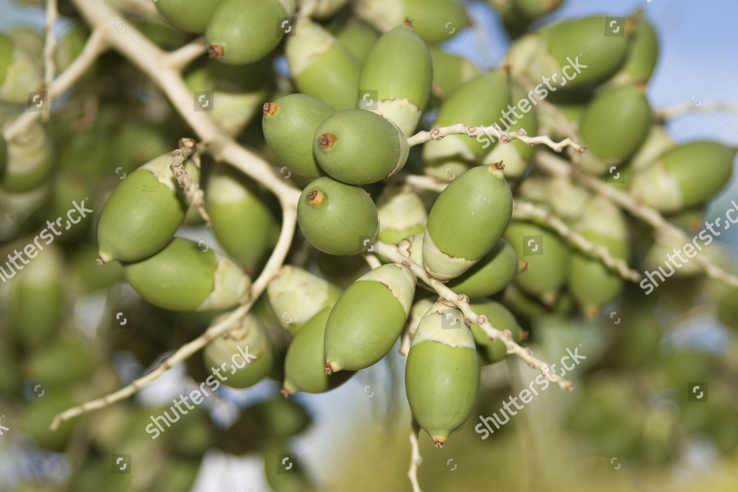 Manila Palm Adonidia Merrillii Forming Fruit Editorial Stock Photo ...