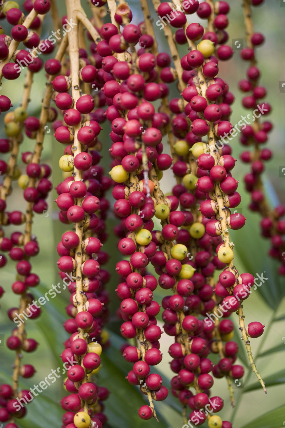 MACARTHUR PALM PTYCHOSPERMA MACARTHURII RIPENING FRUITS Editorial Stock ...