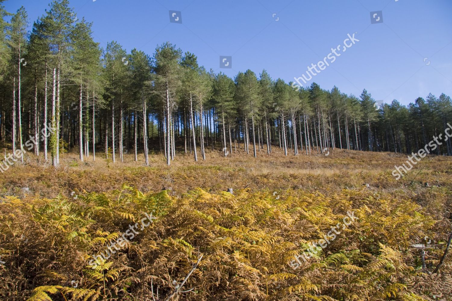 PINE TREES COMMERCIAL FORESTRY PLANTATION BRACKEN Editorial Stock Photo ...
