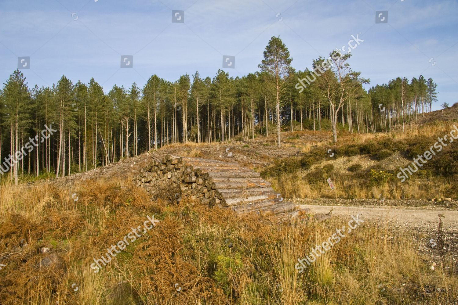 Cleared Commercial Pine Forest Log Stacks Editorial Stock Photo - Stock ...