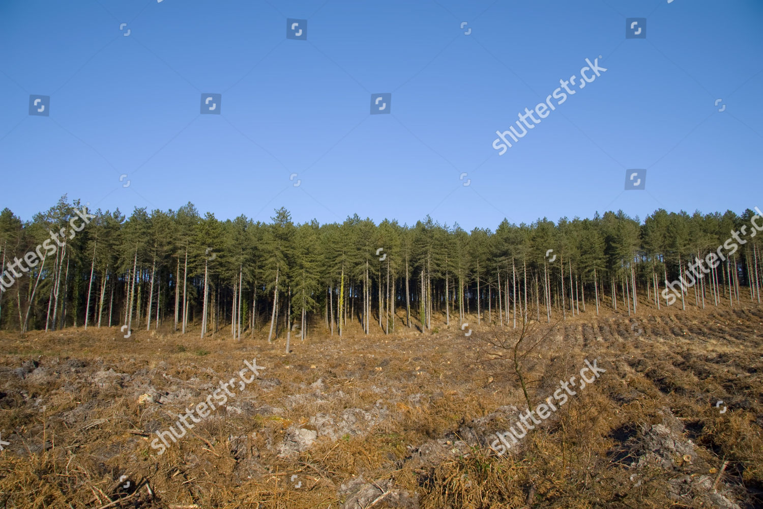 Commercial Conifer Plantation Recently Prepared Land Editorial Stock ...
