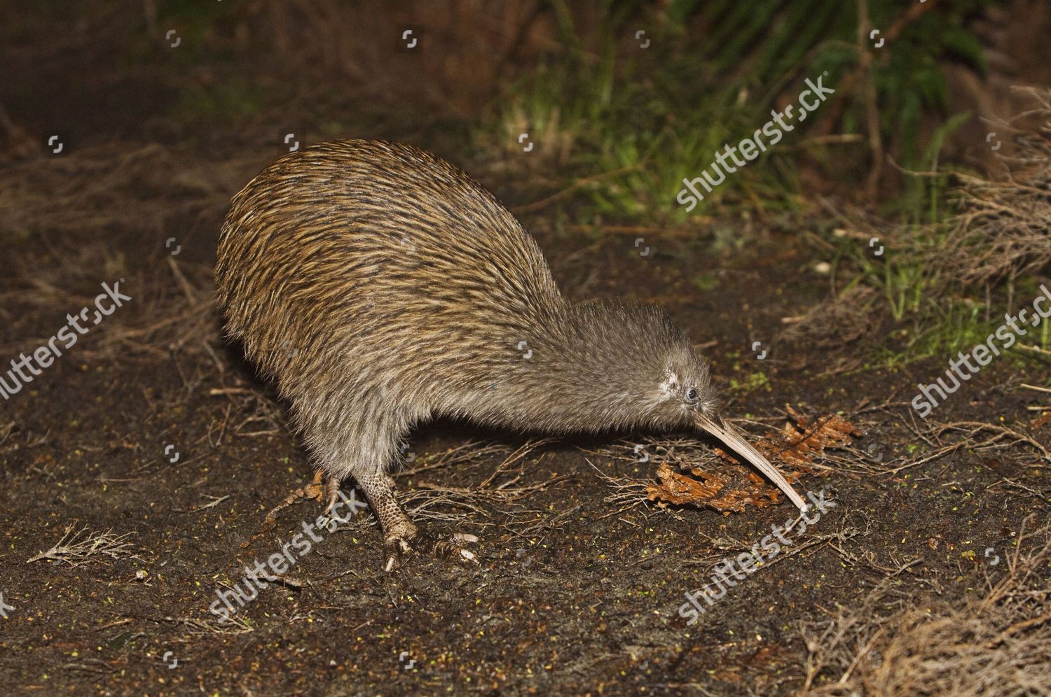 South Island Brown Kiwi Apteryx Australis Editorial Stock Photo - Stock ...