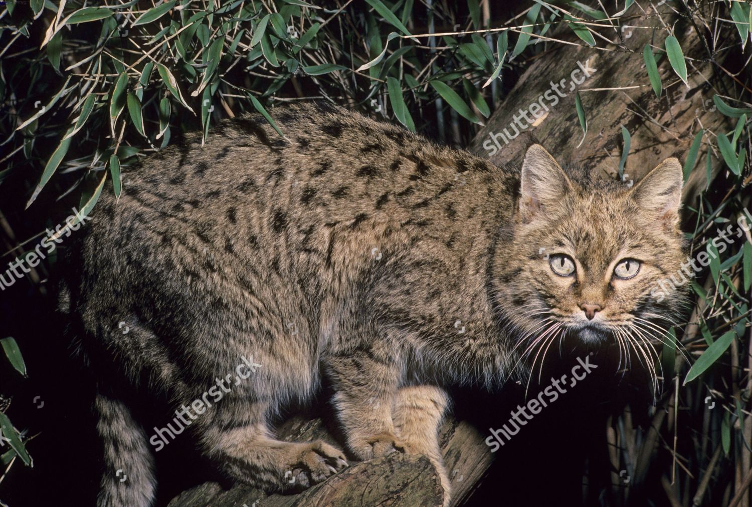 Indian Desert Cat Felis Silvestris Ornata Editorial Stock Photo - Stock ...