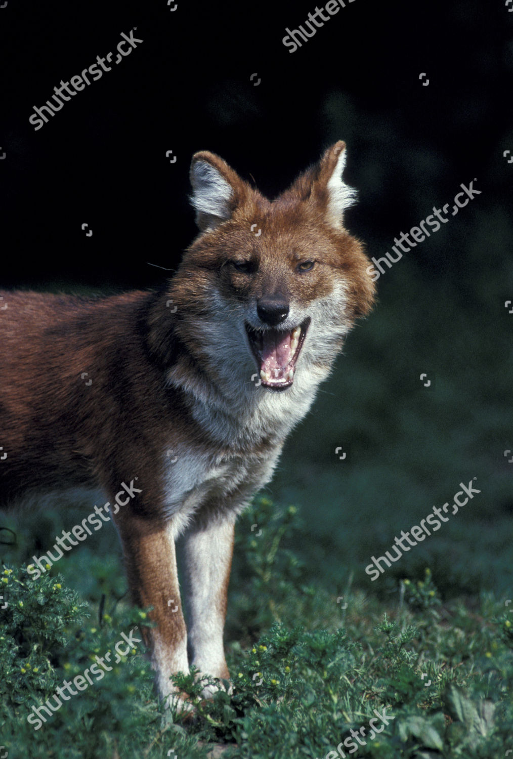 Dhole Asiatic Wild Dog Indian Wild Editorial Stock Photo - Stock Image ...