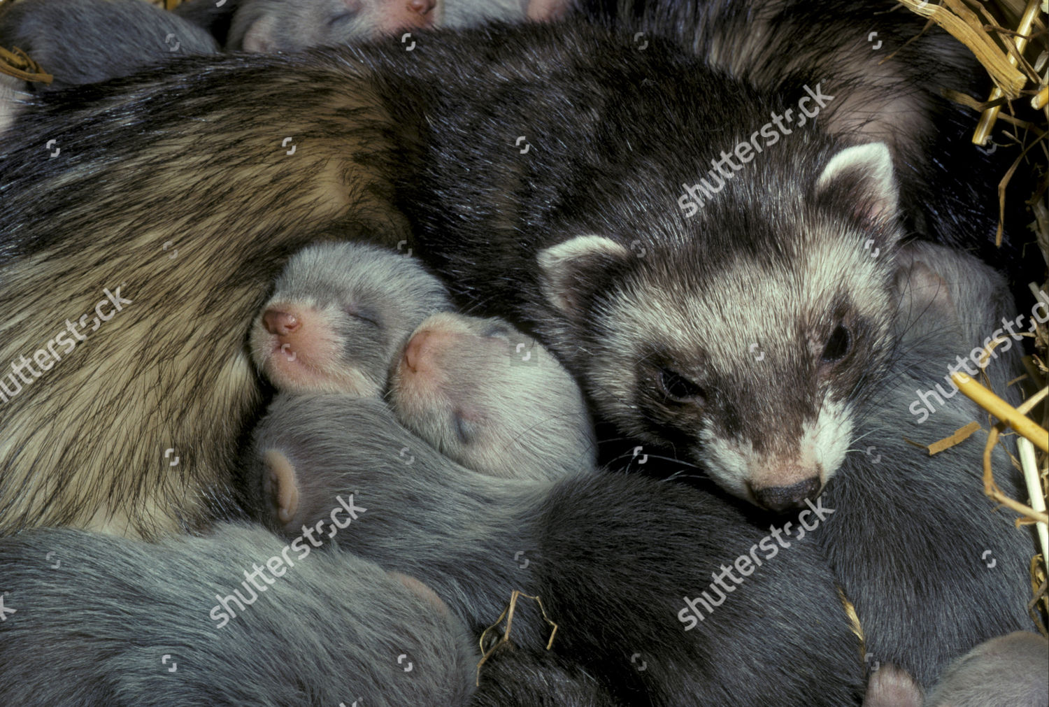 Ferret Domestic Polecat Mustela Putorius Furo Editorial Stock Photo ...