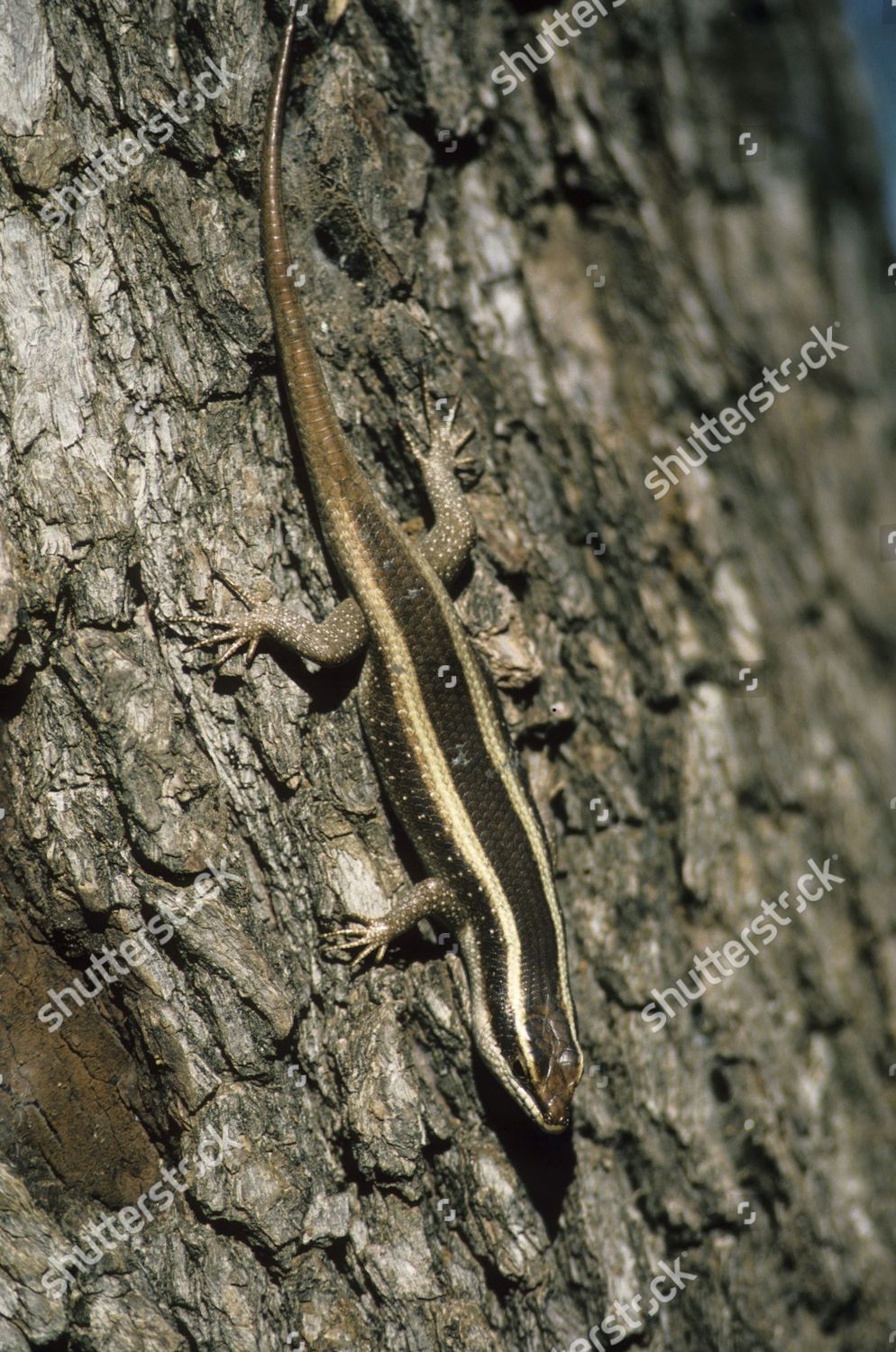 Wahlbergs Skink Panaspis Wahlbergii On Bark Editorial Stock Photo ...