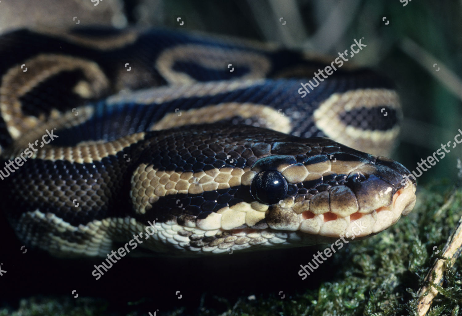 Royal Python Python Regius Portrait West Editorial Stock Photo - Stock ...