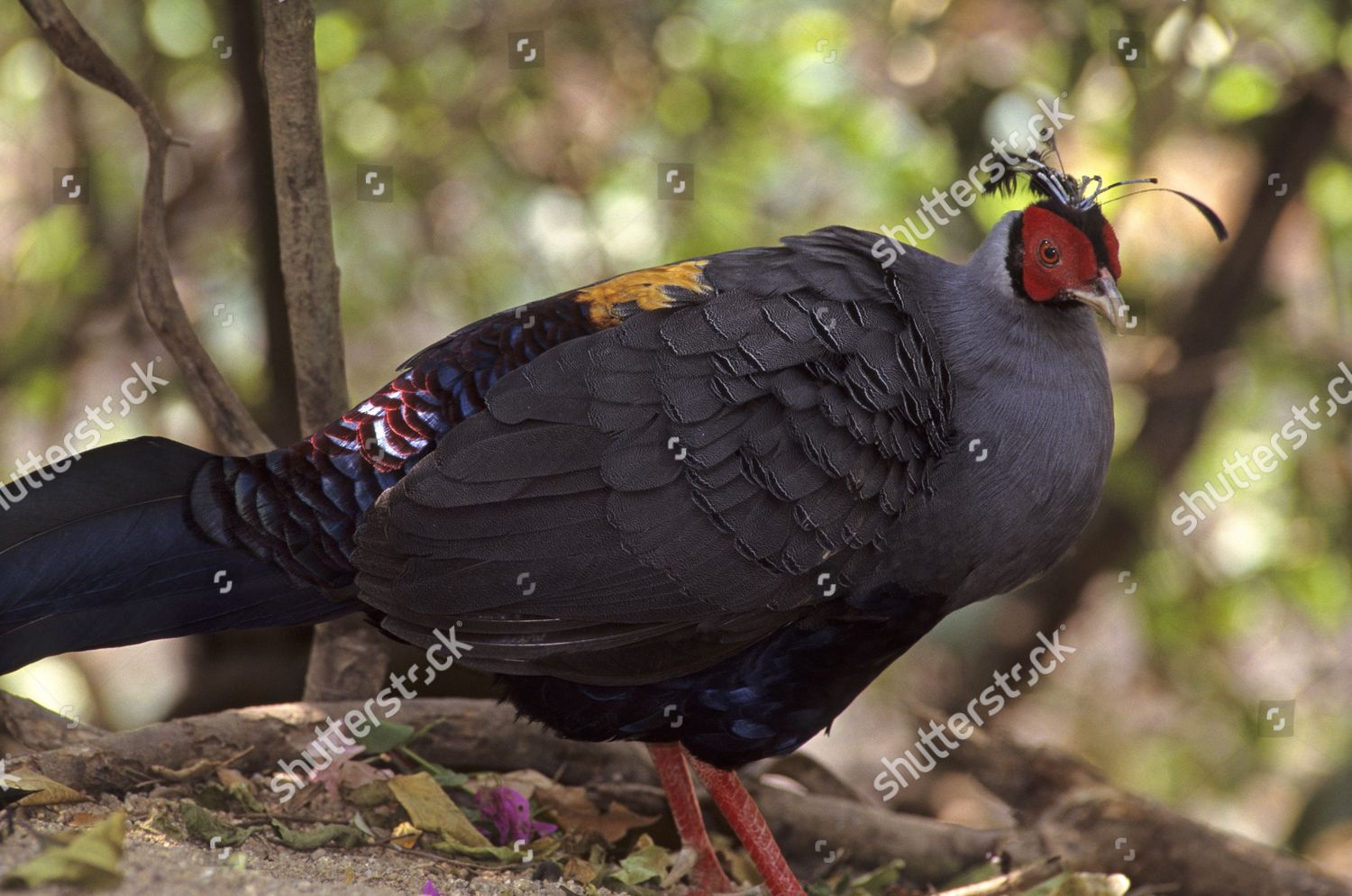 Siamese Fireback Lophura Diardi Captive Thailand Editorial Stock Photo ...