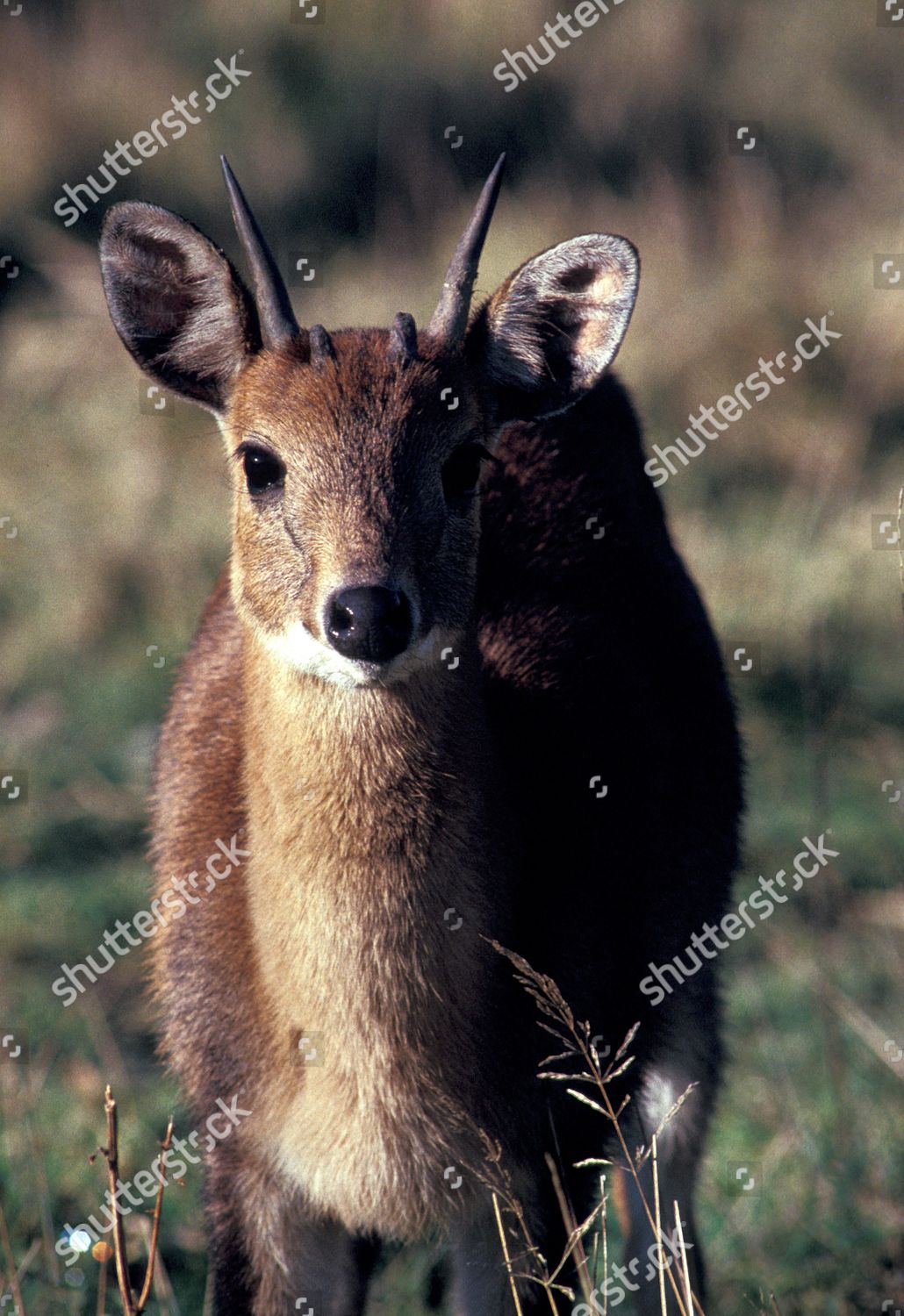 Fourhorned Antelope Tetracerus Quadricornis Editorial Stock Photo ...