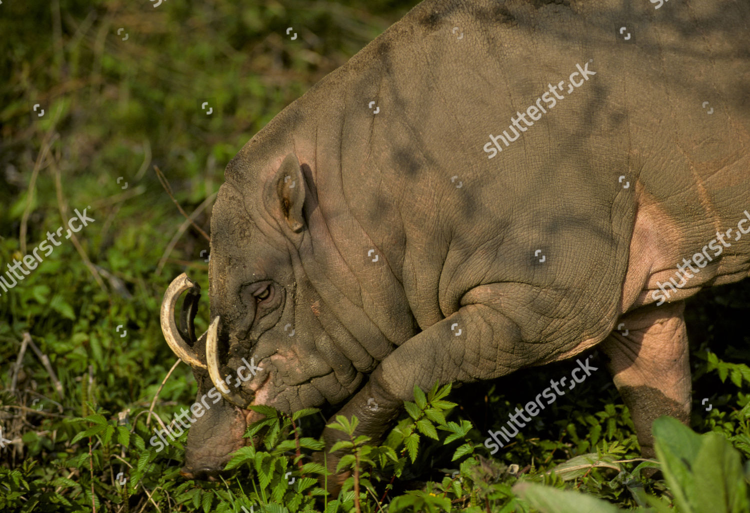 Babirusa Babyrousa Babyrussa Male Editorial Stock Photo - Stock Image ...