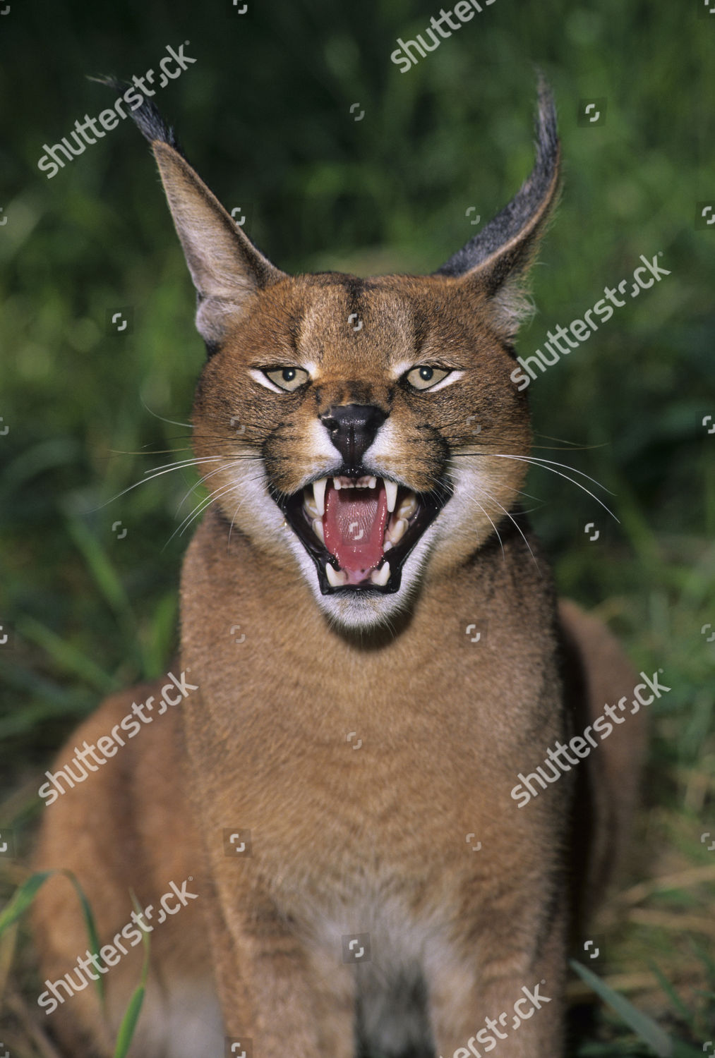 Caracal Felis Caracal Snarling Captive Editorial Stock Photo - Stock ...