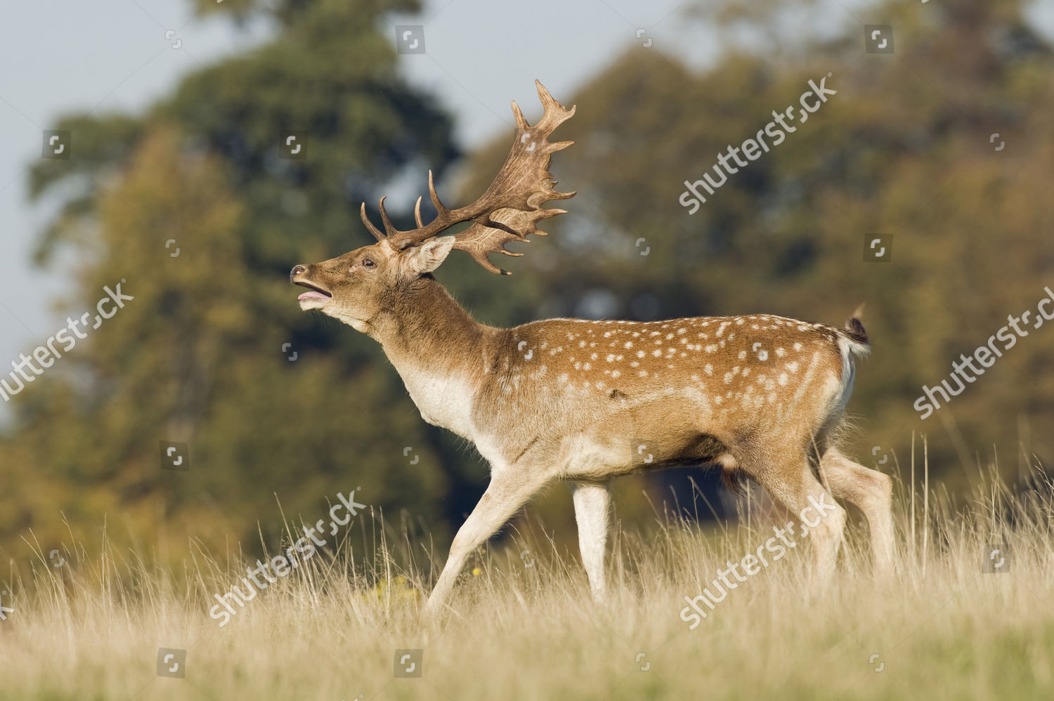 Fallow Deer Dama Dama Buck Roaring Editorial Stock Photo - Stock Image ...