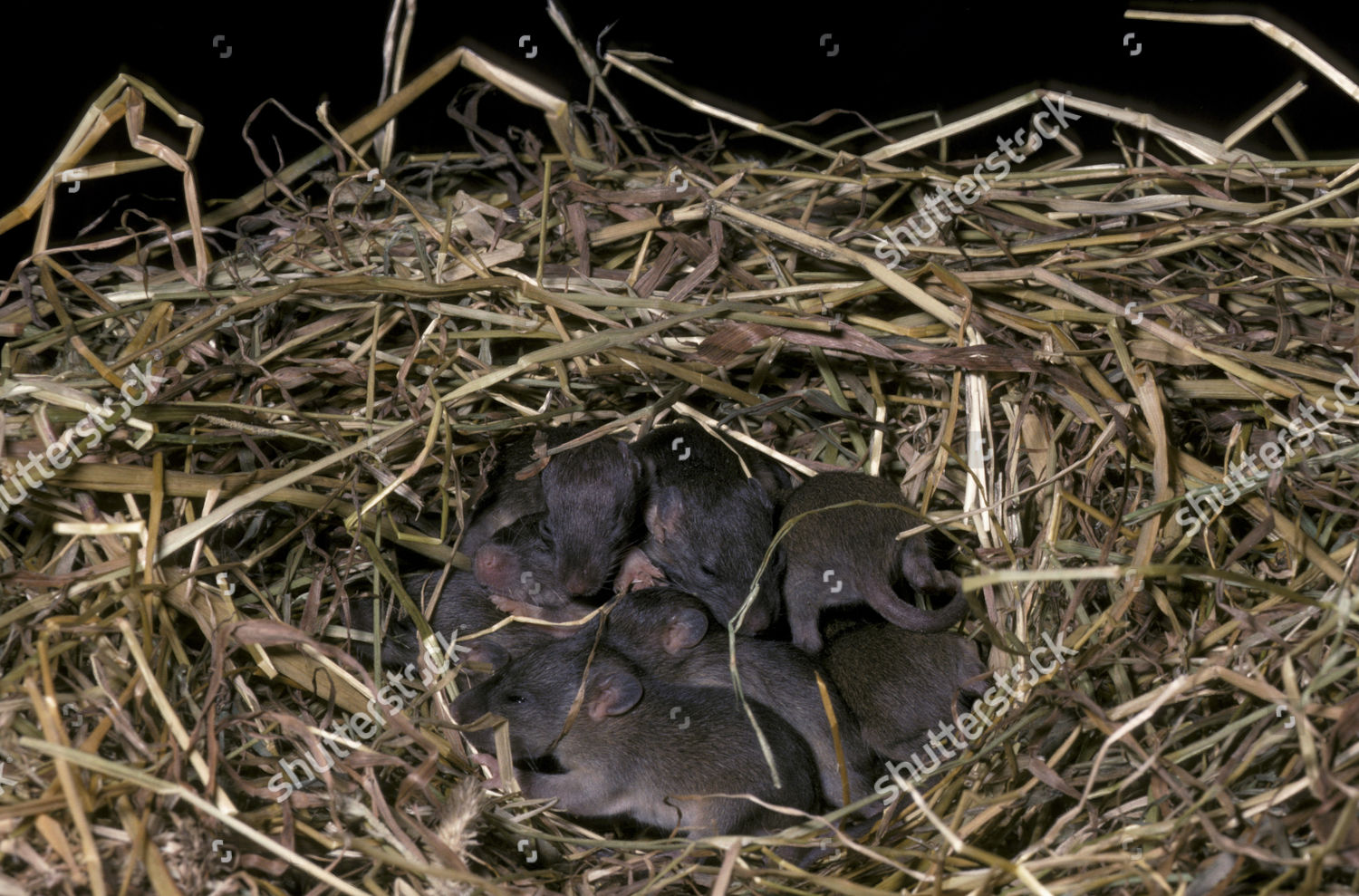 Brown Rat Rattus Norvegicus Nest Young Editorial Stock Photo - Stock ...