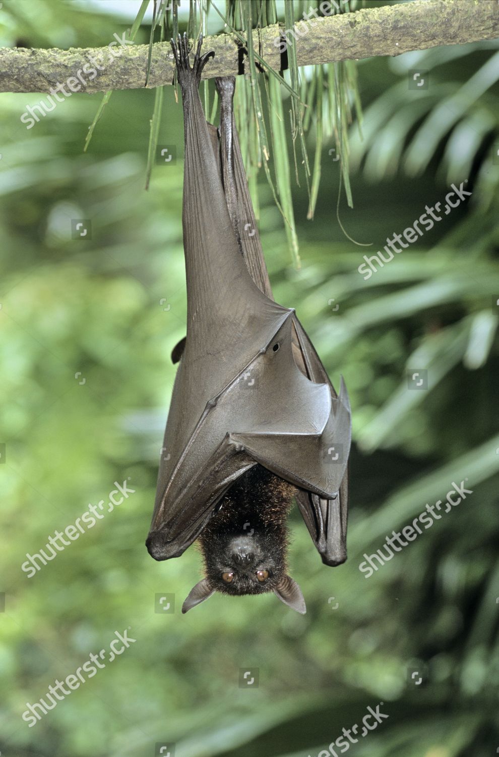 Malaysian Flying Fox Pteropus Vampyrus Southeast Editorial Stock Photo ...