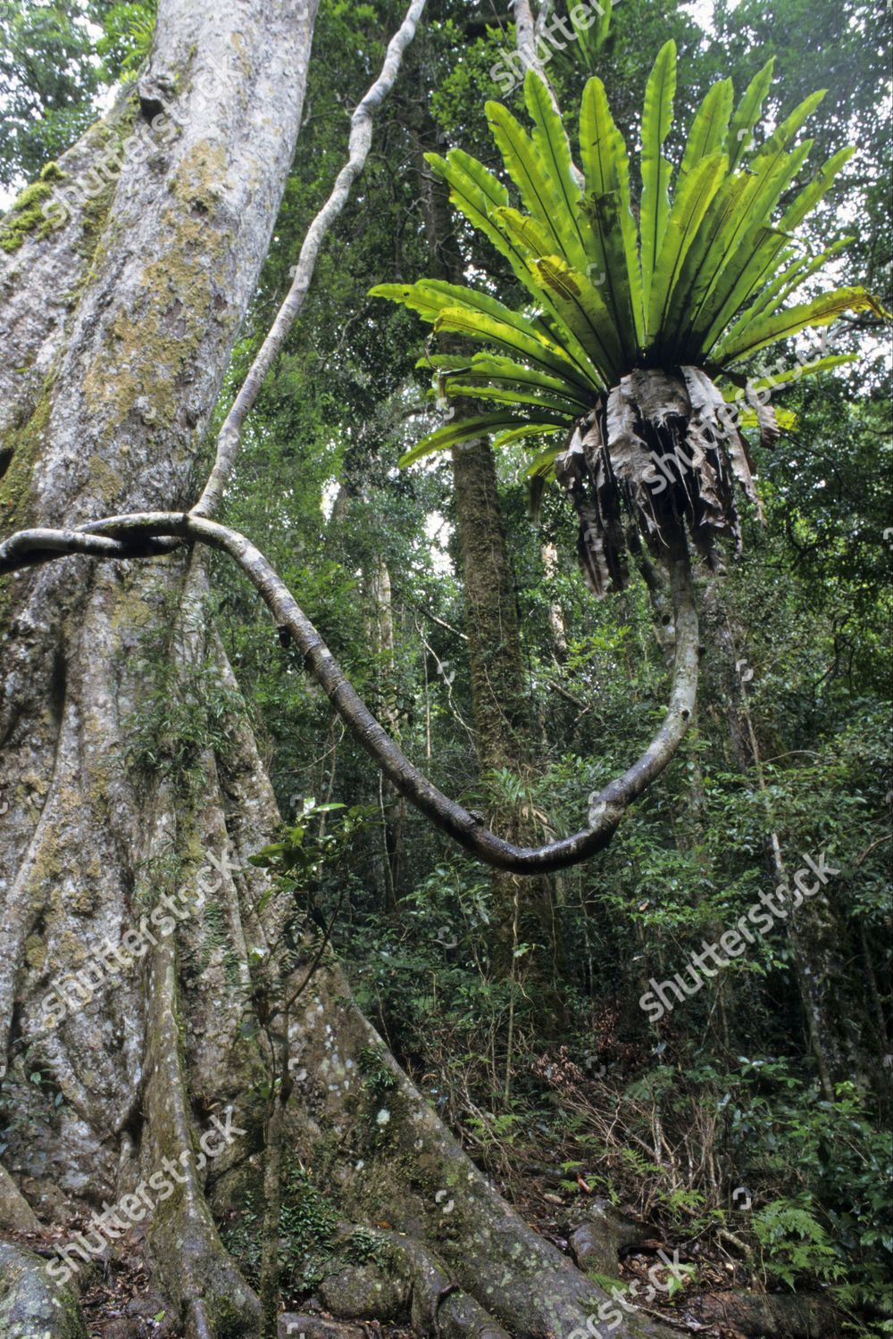 Crowsnest Fern Asplenium Australasicum Epiphyte Growing Editorial Stock ...