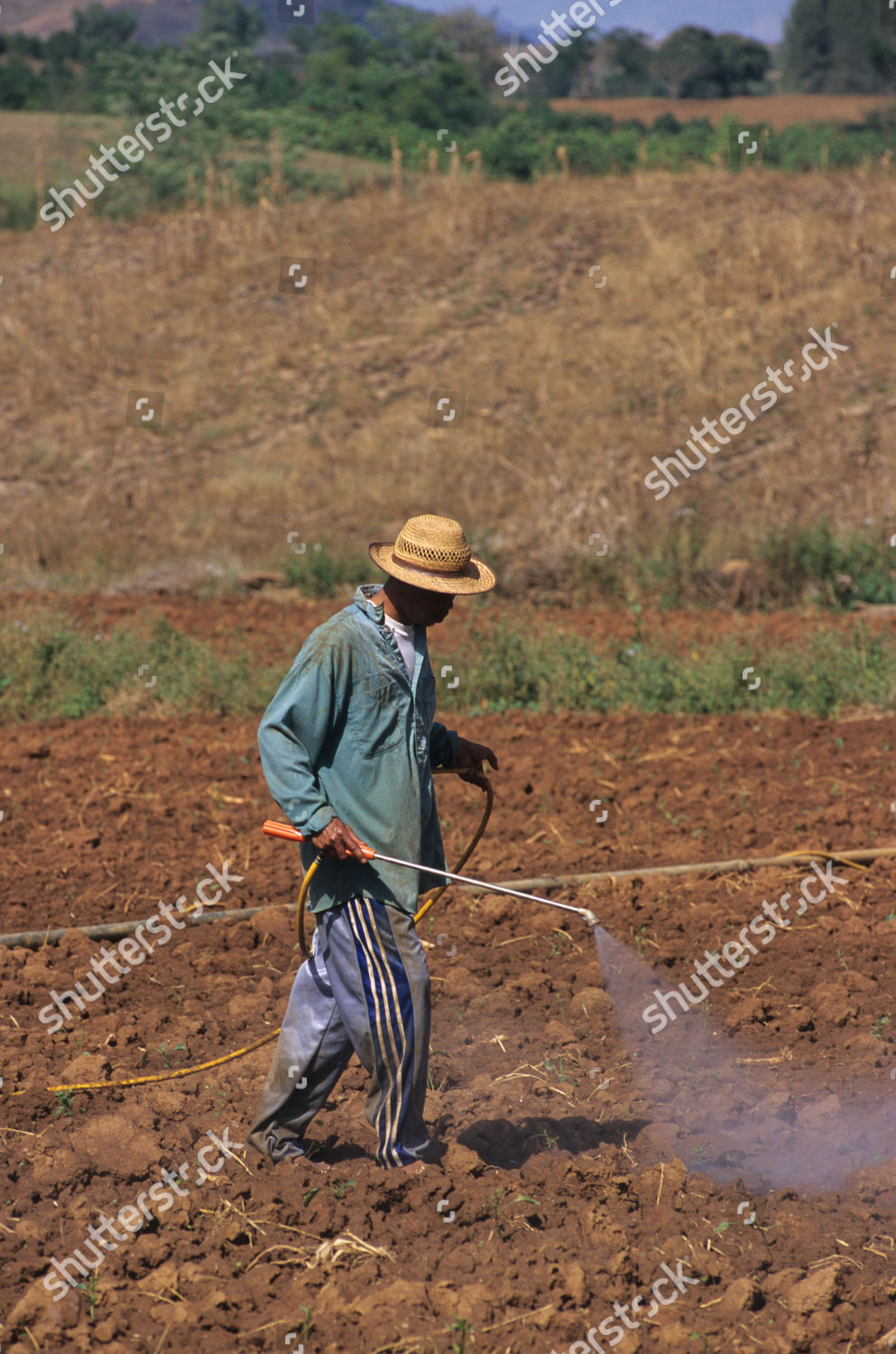 Farming Spraying Man Hand Spraying Near Editorial Stock Photo - Stock ...