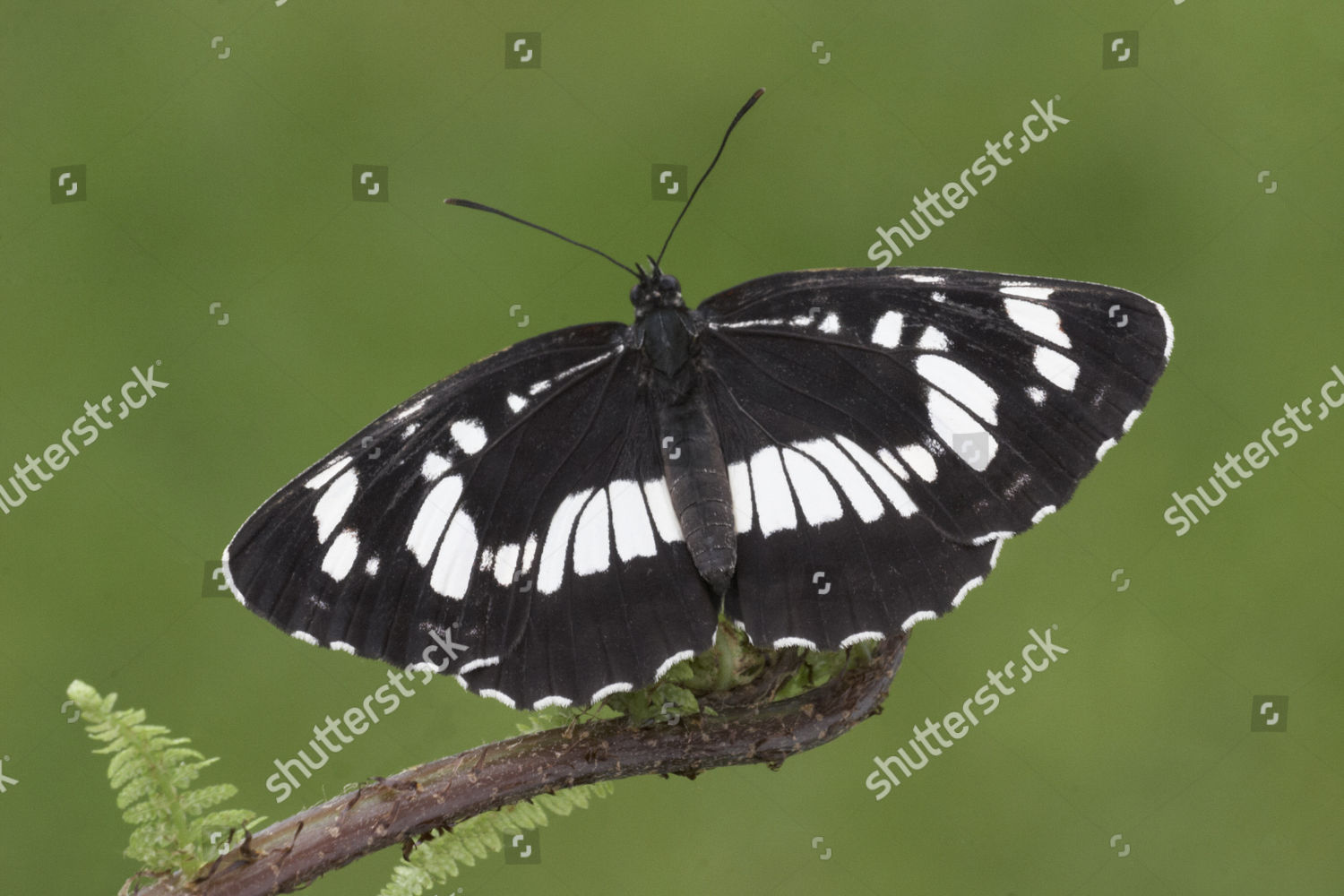 Hungarian Glider Neptis Rivularis Adult Resting Editorial Stock Photo ...