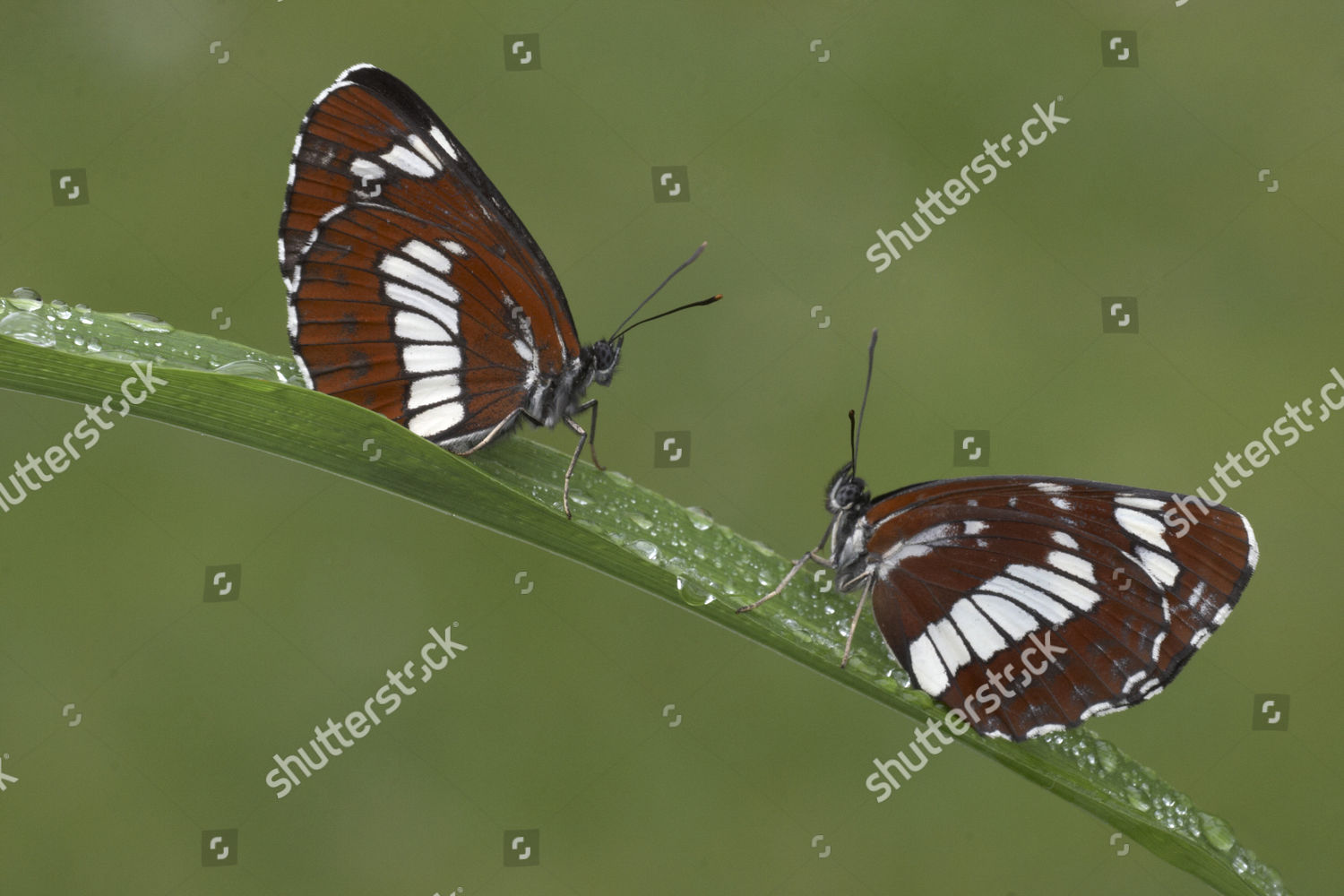 Hungarian Glider Neptis Rivularis Two Adults Editorial Stock Photo ...