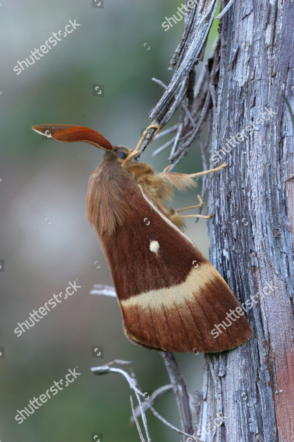 Oak Eggar Moth Lasiocampa Quercus Adult Editorial Stock Photo - Stock ...