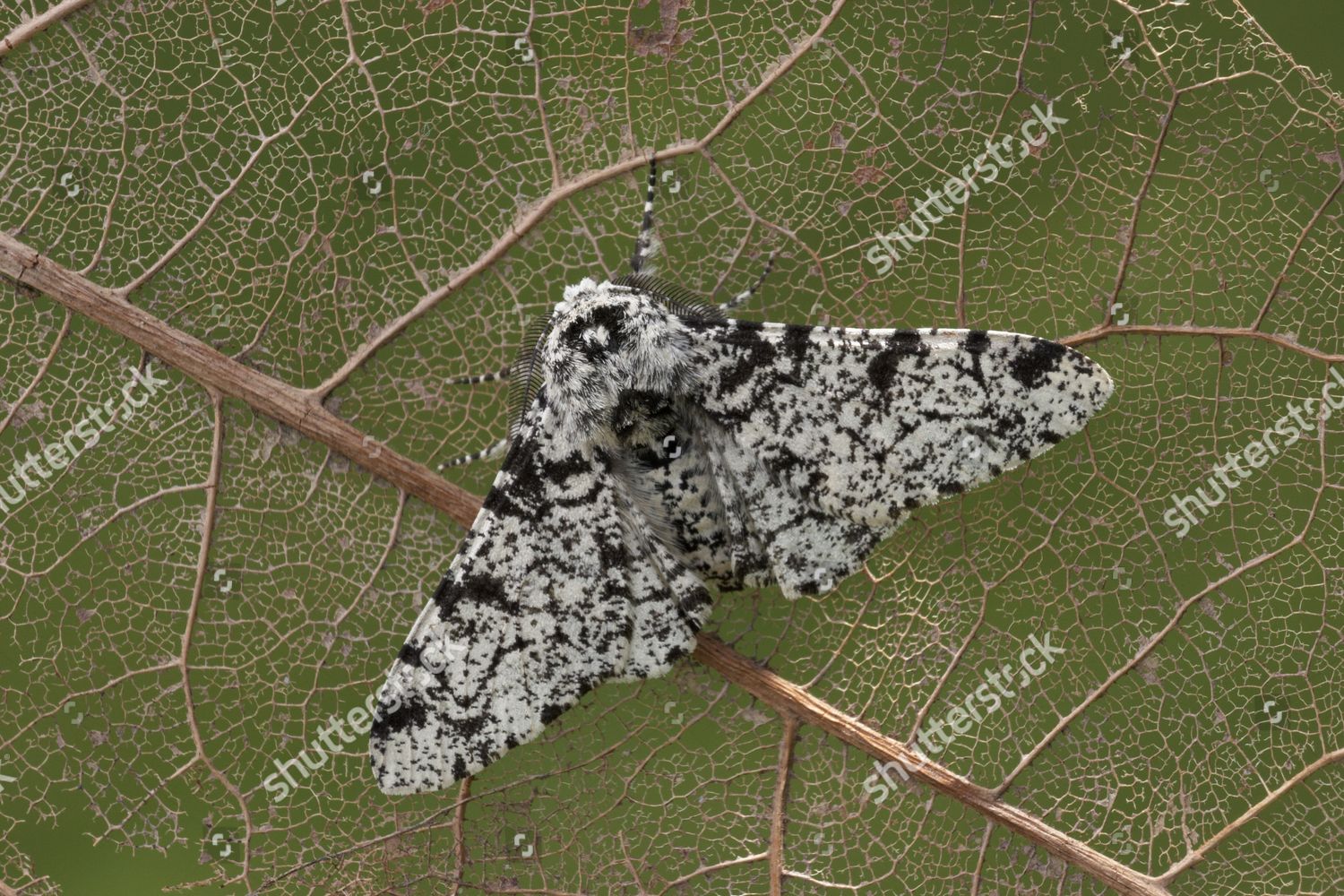 Peppered Moth Biston Betularia Adult Male Editorial Stock Photo - Stock ...