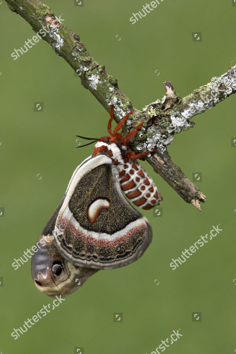 Robin Moth Hyalophora Cecropia Adult Female Editorial Stock Photo ...