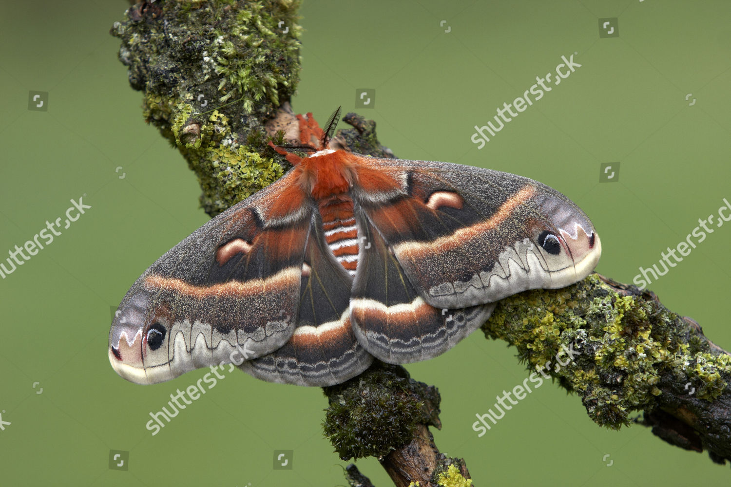 Robin Moth Hyalophora Cecropia Adult Female Editorial Stock Photo ...