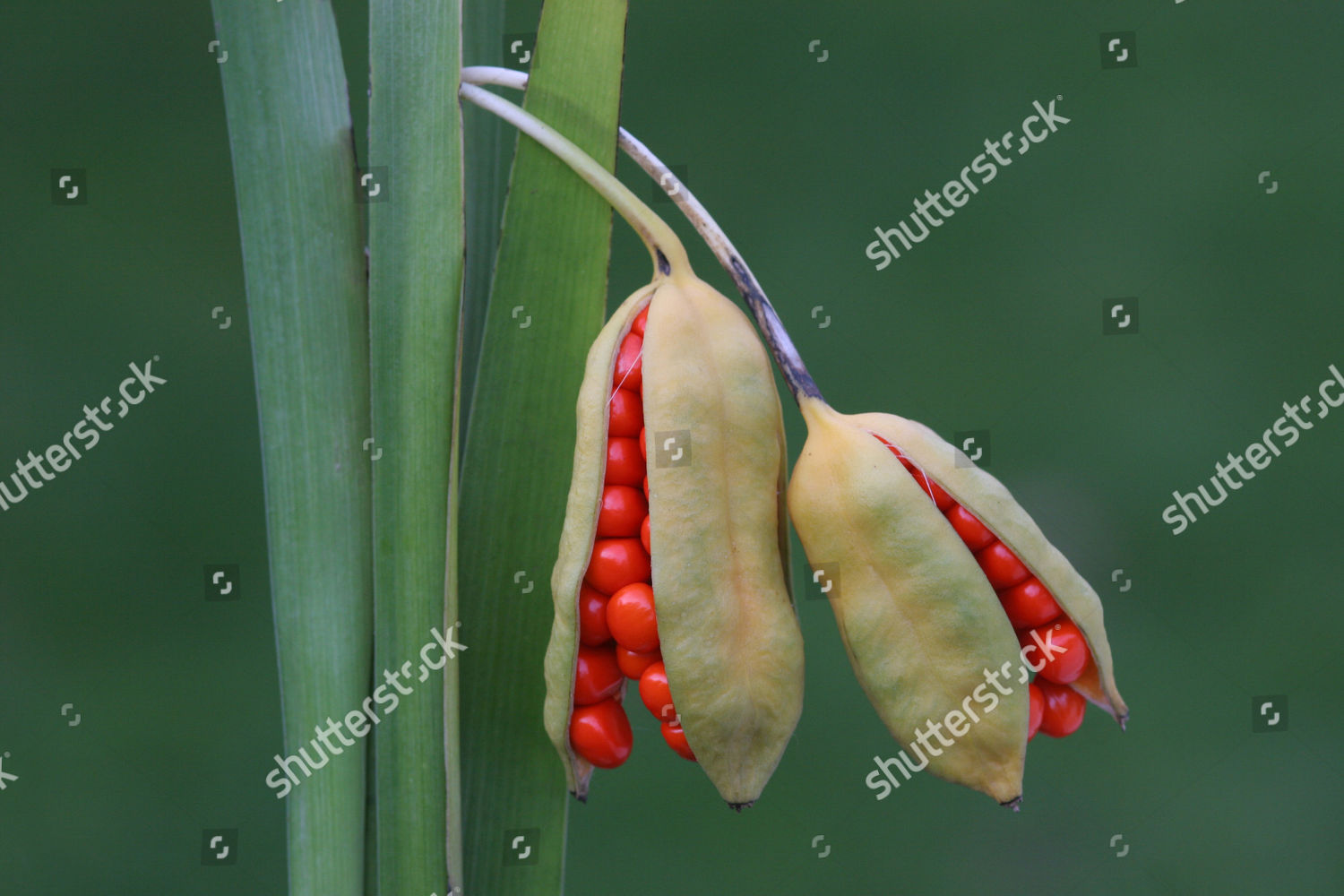 Stinking Iris Iris Foetidissima Opening Seedpods Editorial Stock Photo ...