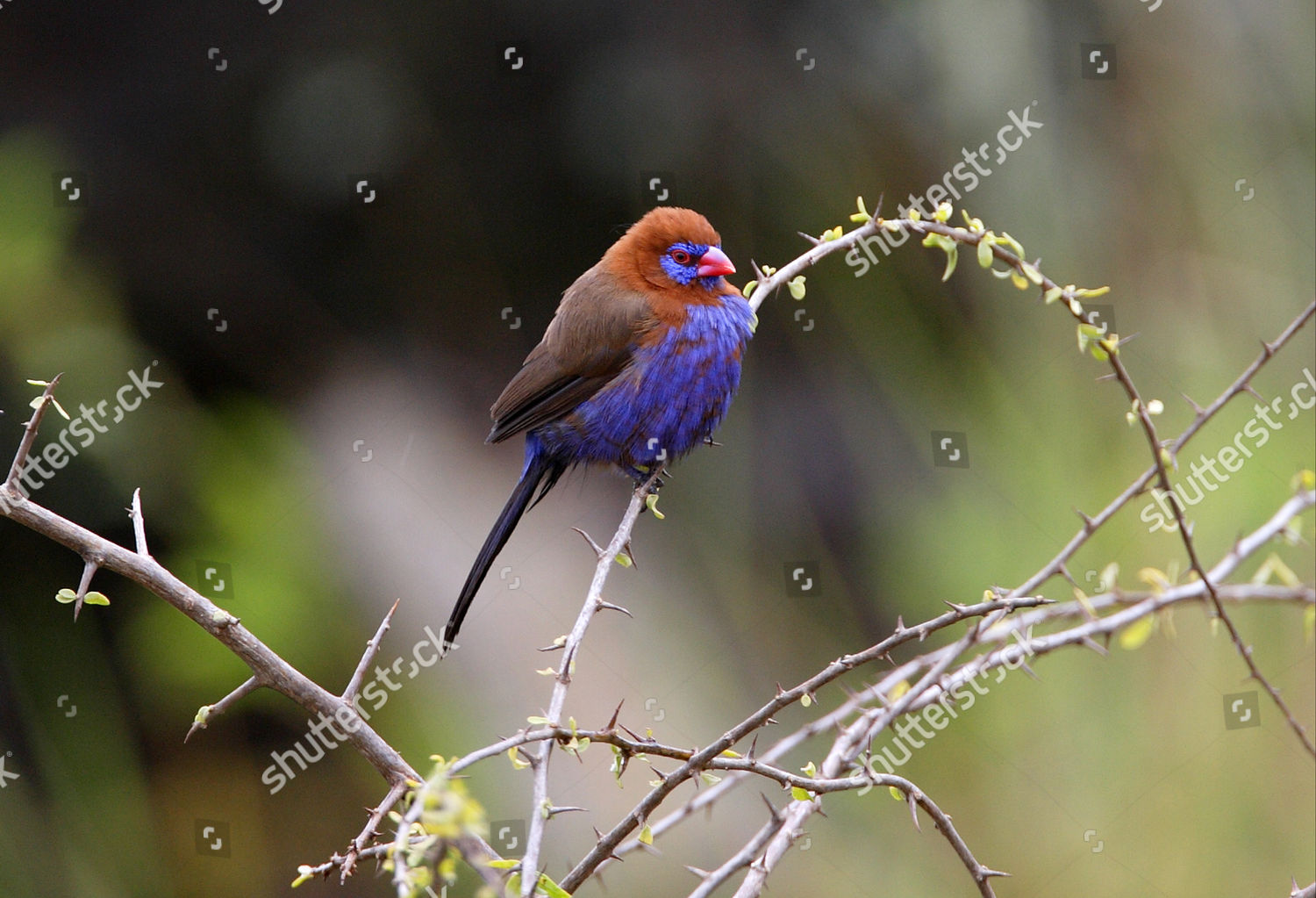 Purple Grenadier Uraeginthus Ianthinogaster Adult Male Editorial Stock ...
