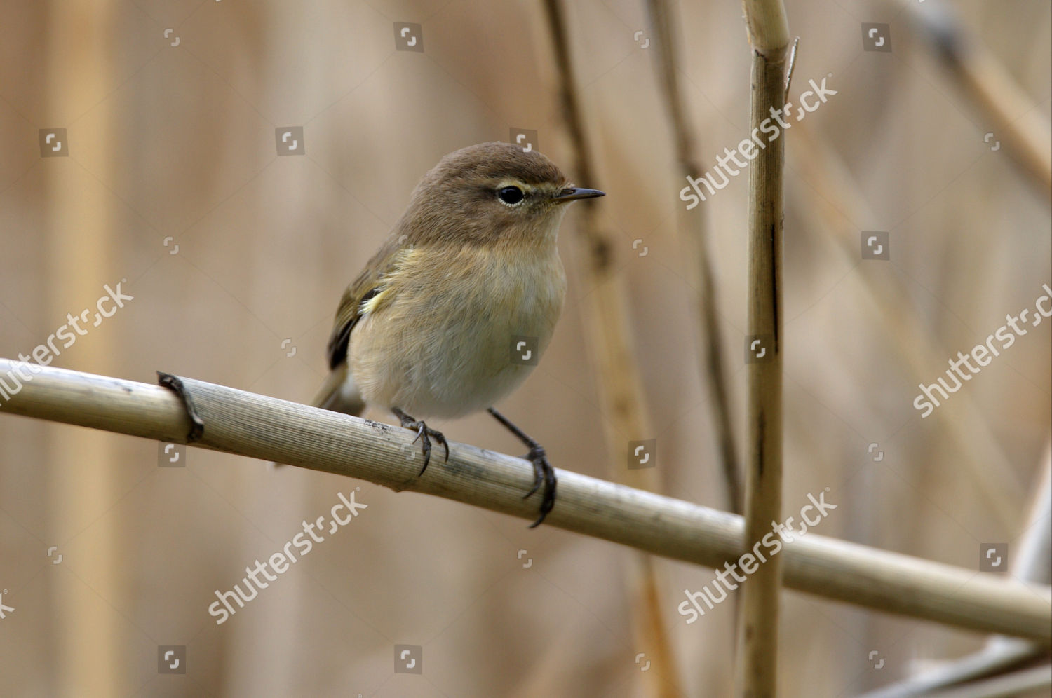 Mountain Chiffchaff Phylloscopus Sindianus Lorenzii Adult Editorial Stock Photo - Stock Image ...