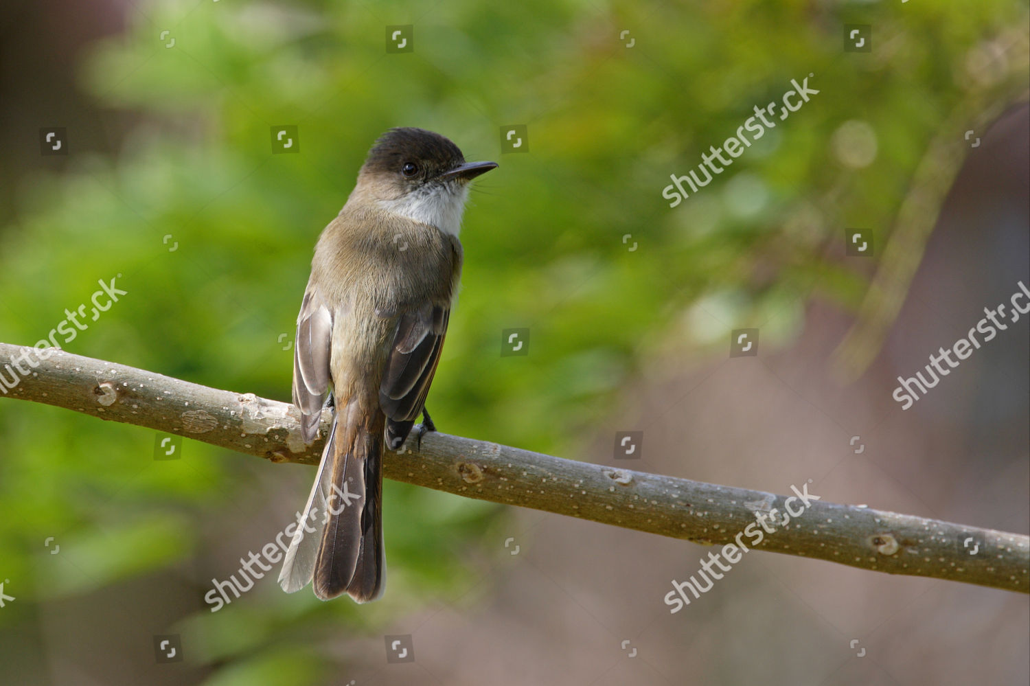 Sad Flycatcher Myiarchus Barbirostris Adult Perched Editorial Stock ...