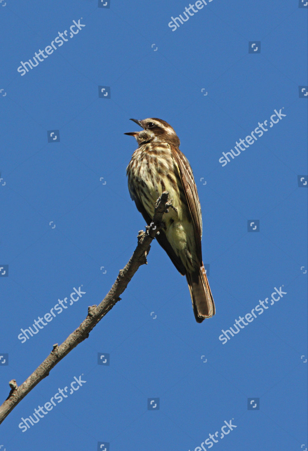 Variegated Flycatcher Empidonomus Varius Adult Singing Editorial Stock ...