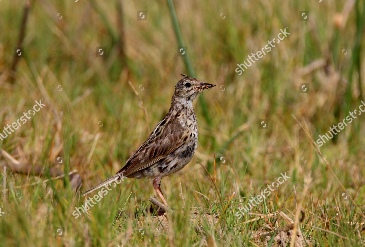 Correndera Pipit Anthus Correndera Adult Food Editorial Stock Photo - Stock Image | Shutterstock