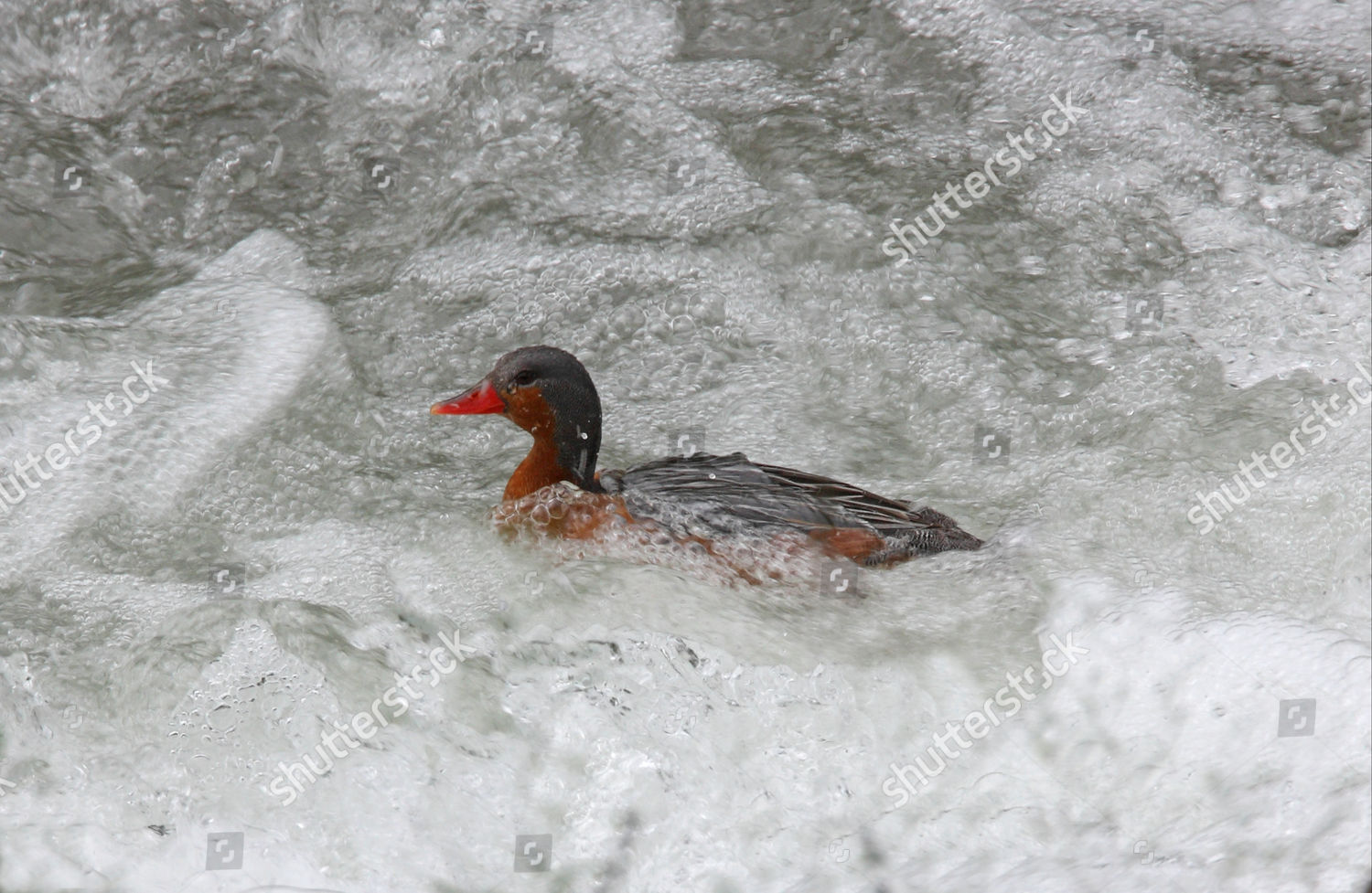 Torrent Duck Merganetta Armata Berlepschi Adult Editorial Stock Photo ...