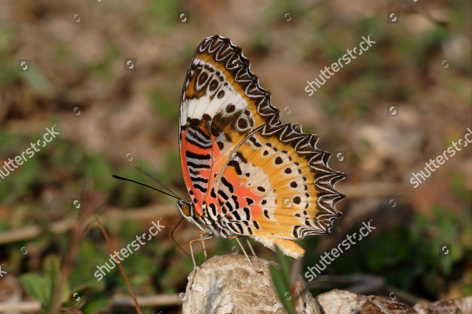 Leopard Lacewing Cethosia Cyane Adult Male Editorial Stock Photo ...