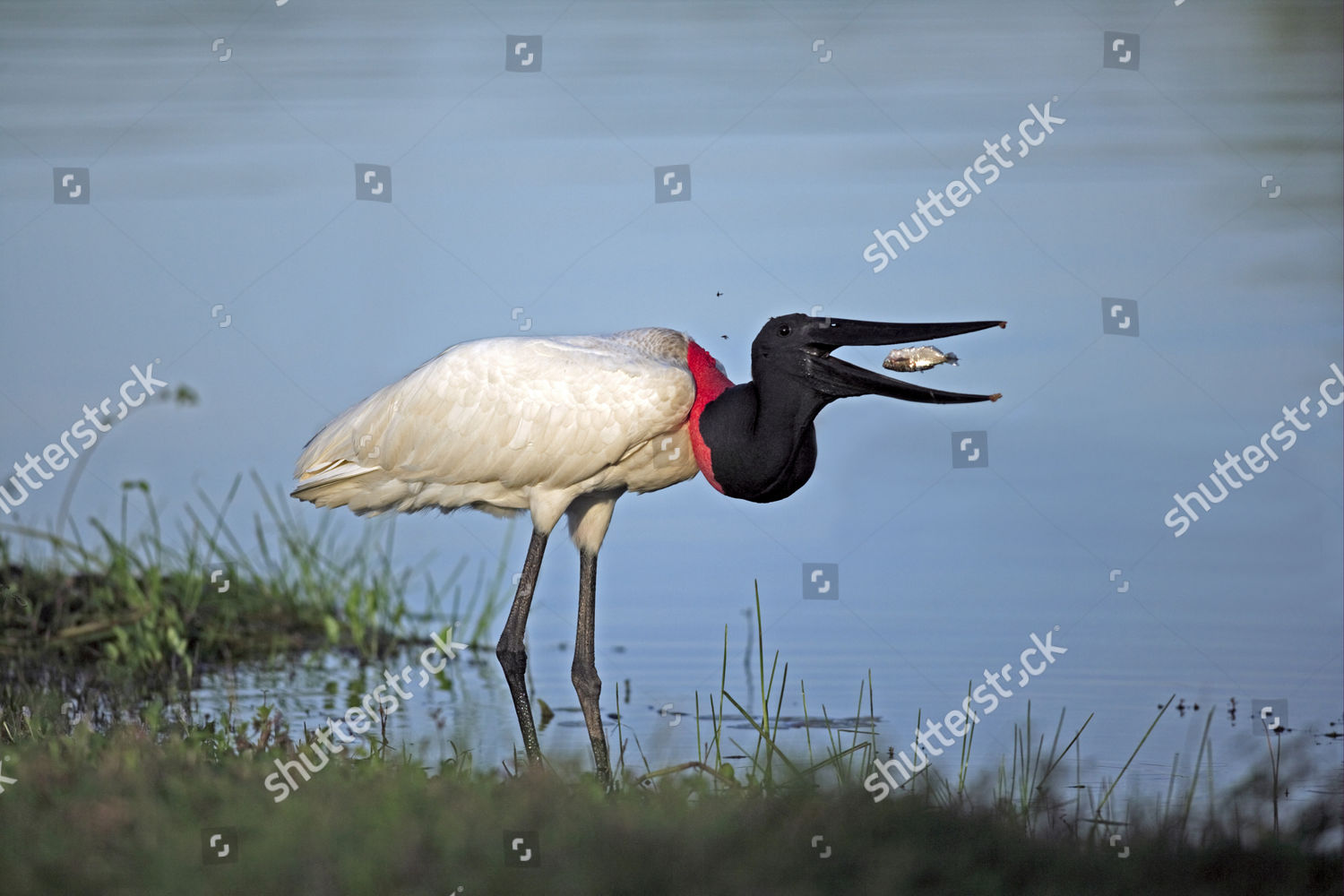 Jabiru Jabiru Mycteria Adult Feeding On Editorial Stock Photo - Stock ...