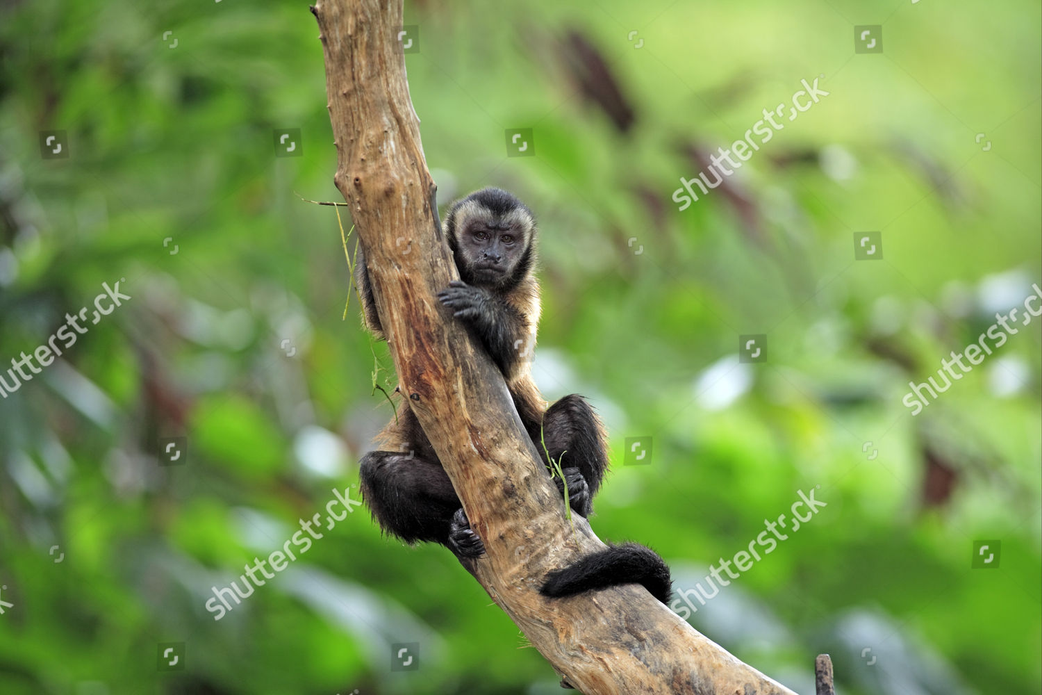 Weeper Capuchin Cebus Nigrivittatus Adult Clinging Editorial Stock ...