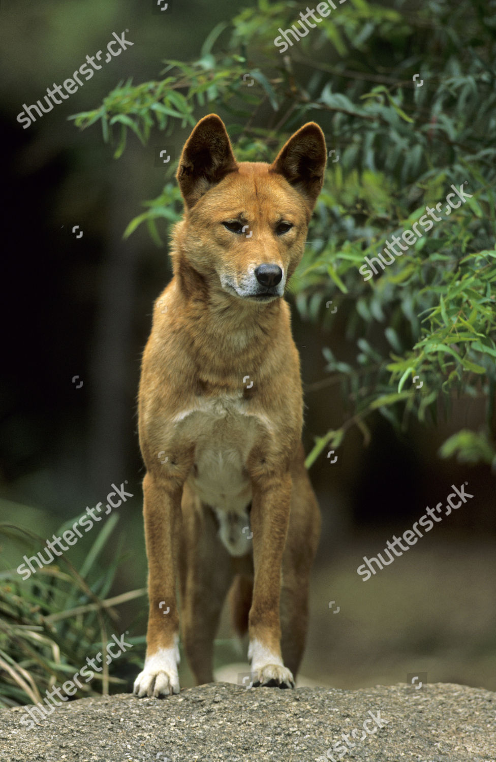 Dingo Canis Familiaris Dingo Adult Standing Editorial Stock Photo ...