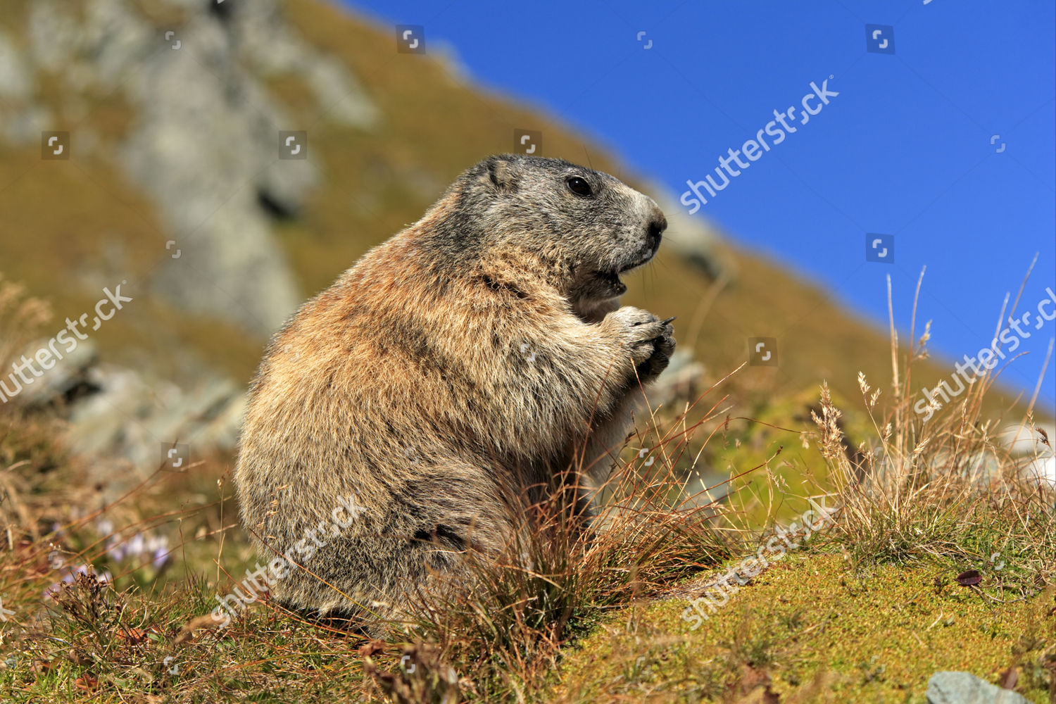 Alpine Marmot Marmota Marmota Adult Feeding Editorial Stock Photo - Stock Image | Shutterstock