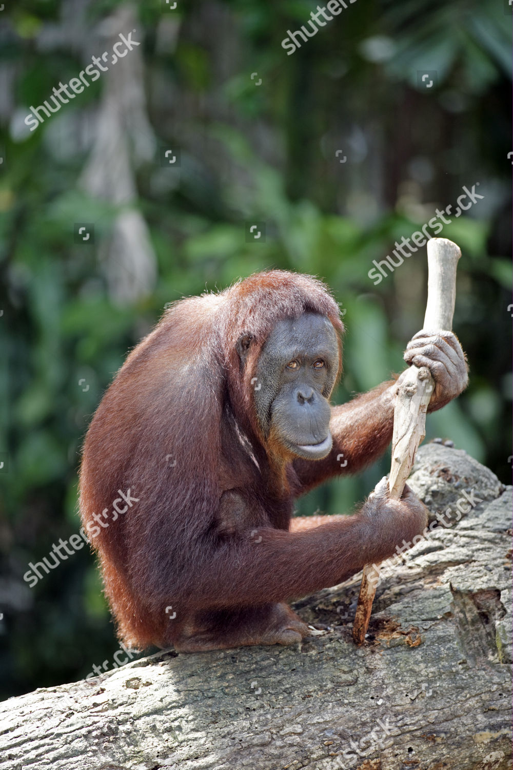 Orangutan Pongo Pygmaeus Adult Using Stick Editorial Stock Photo ...