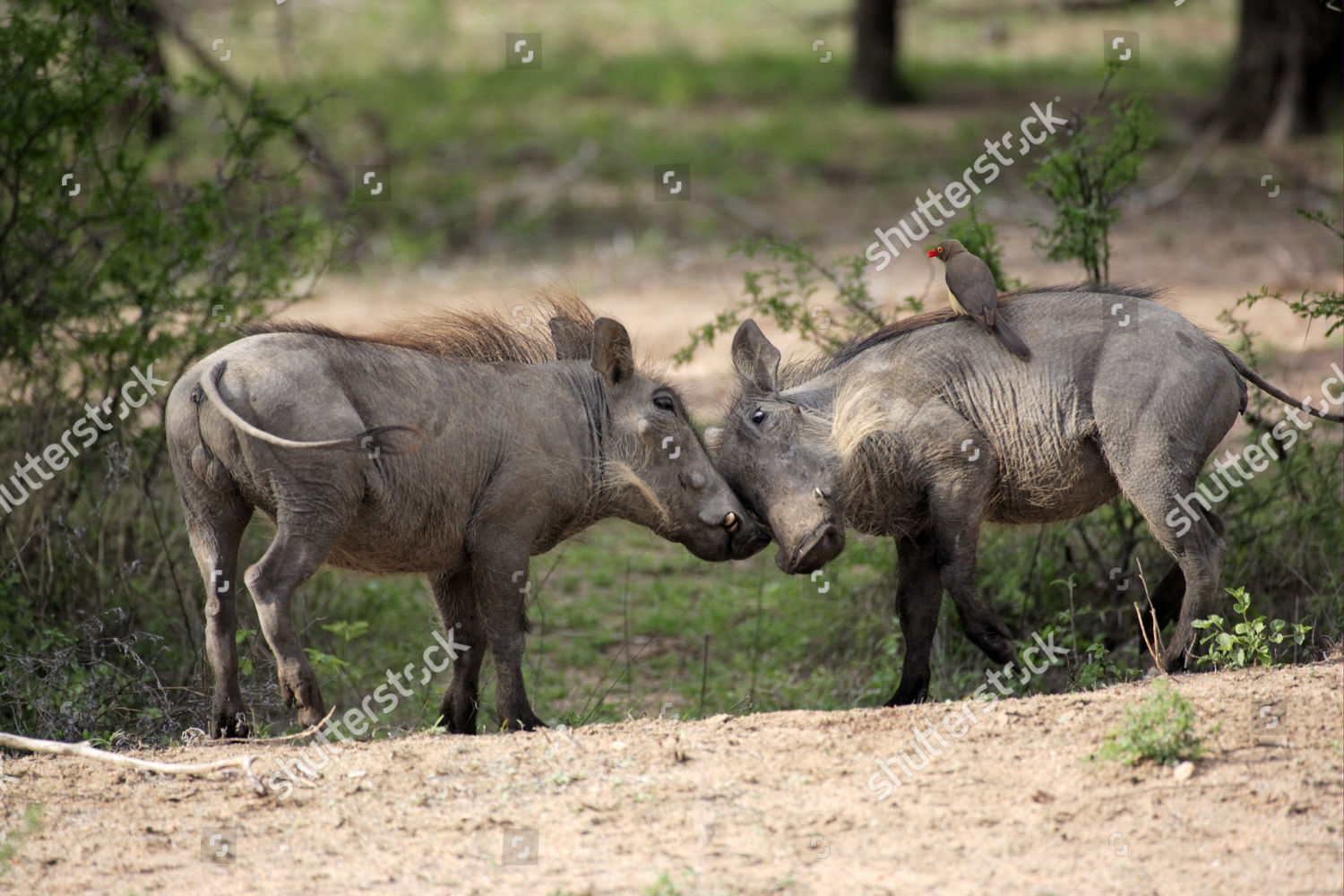 Warthog Phacochoerus Aethiopicus Young Males Fighting Editorial Stock ...