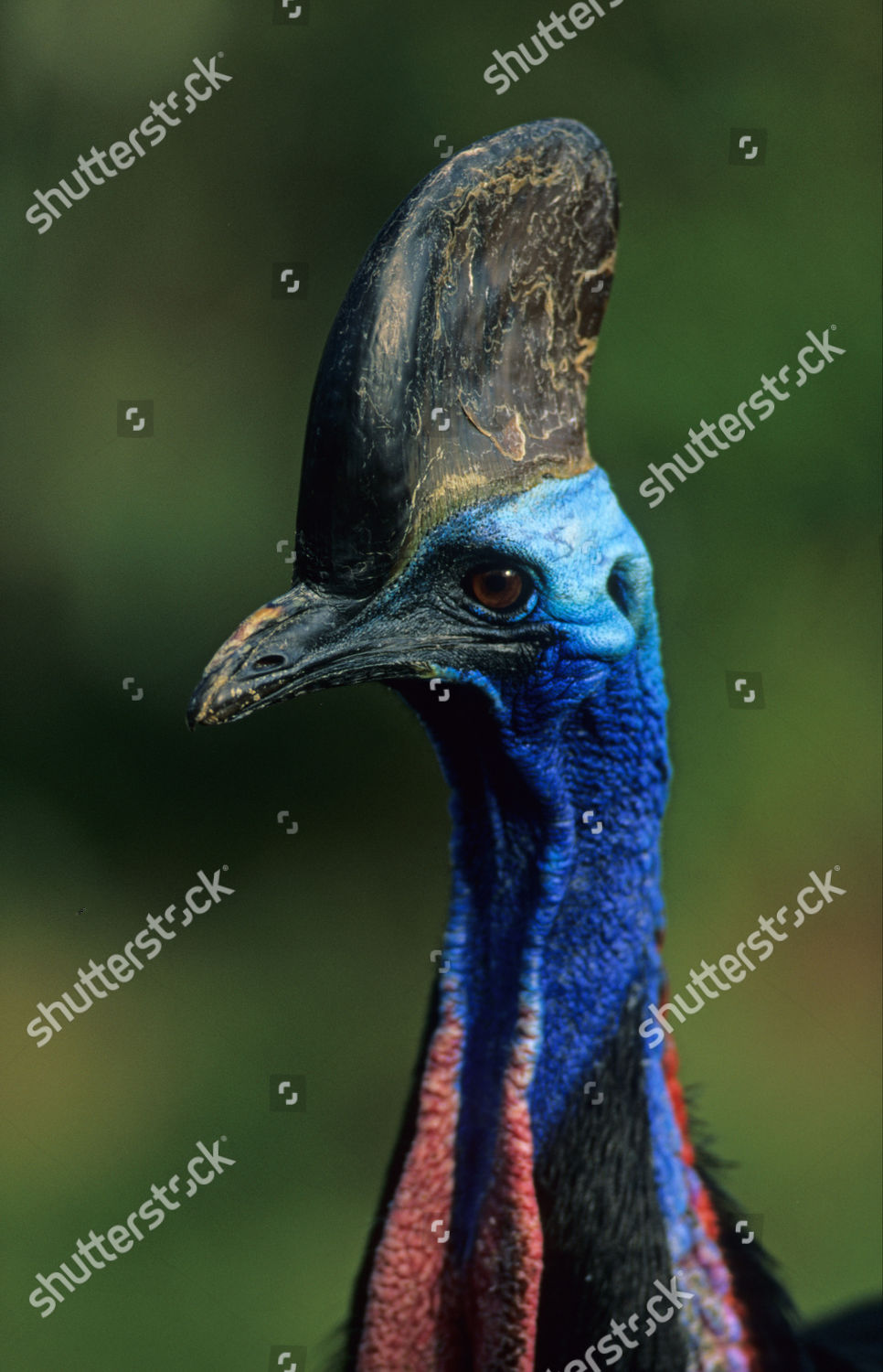 Southern Cassowary Casuarius Casuarius Male Portrait Editorial Stock ...