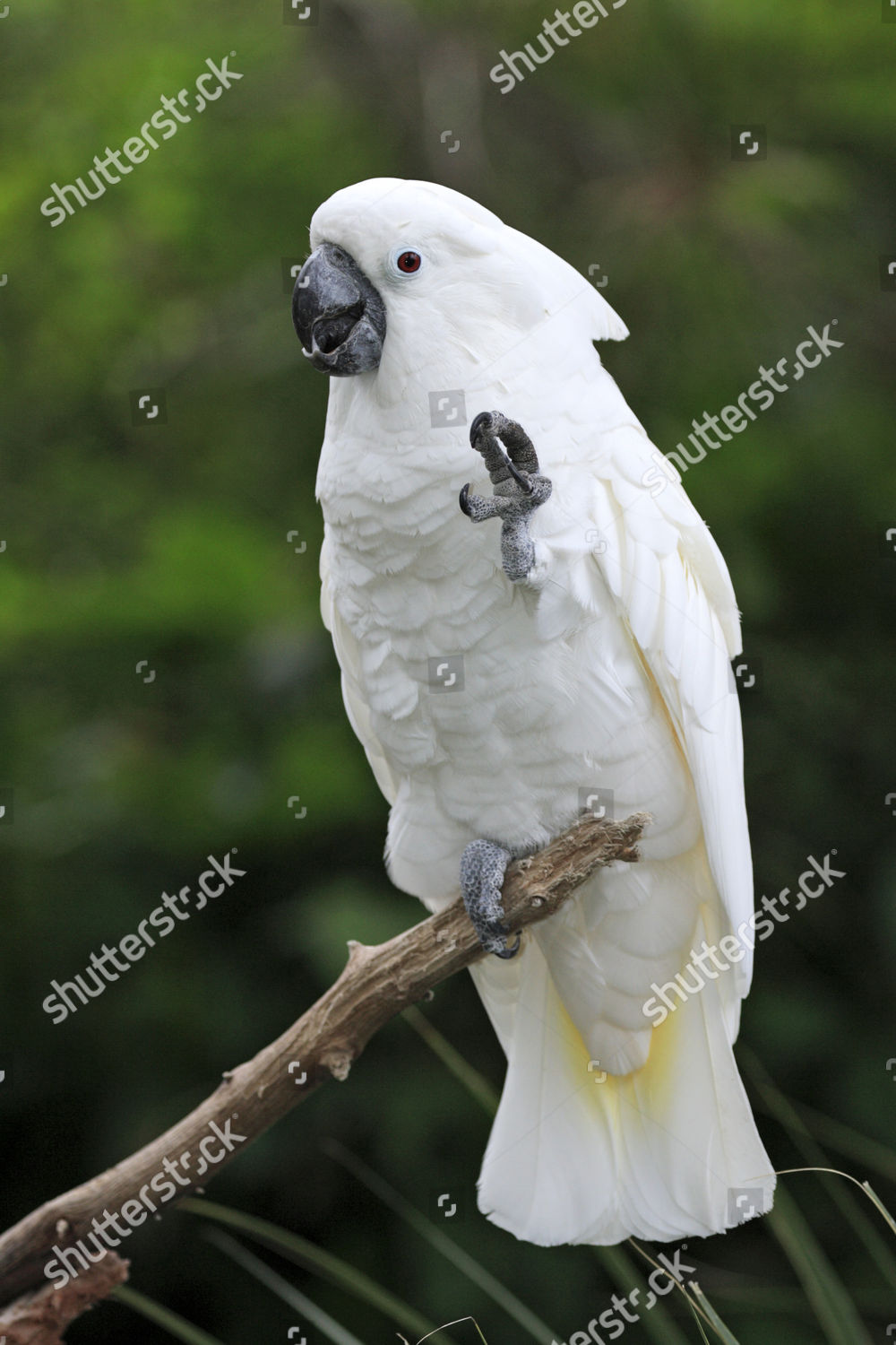 White Cockatoo Cacatua Alba Adult Foot Editorial Stock Photo - Stock ...
